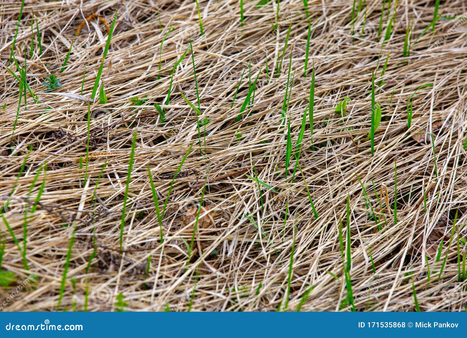 In Early Spring, Young Grass Sprouts from Under Last Yearâ€™s Old Grass ...