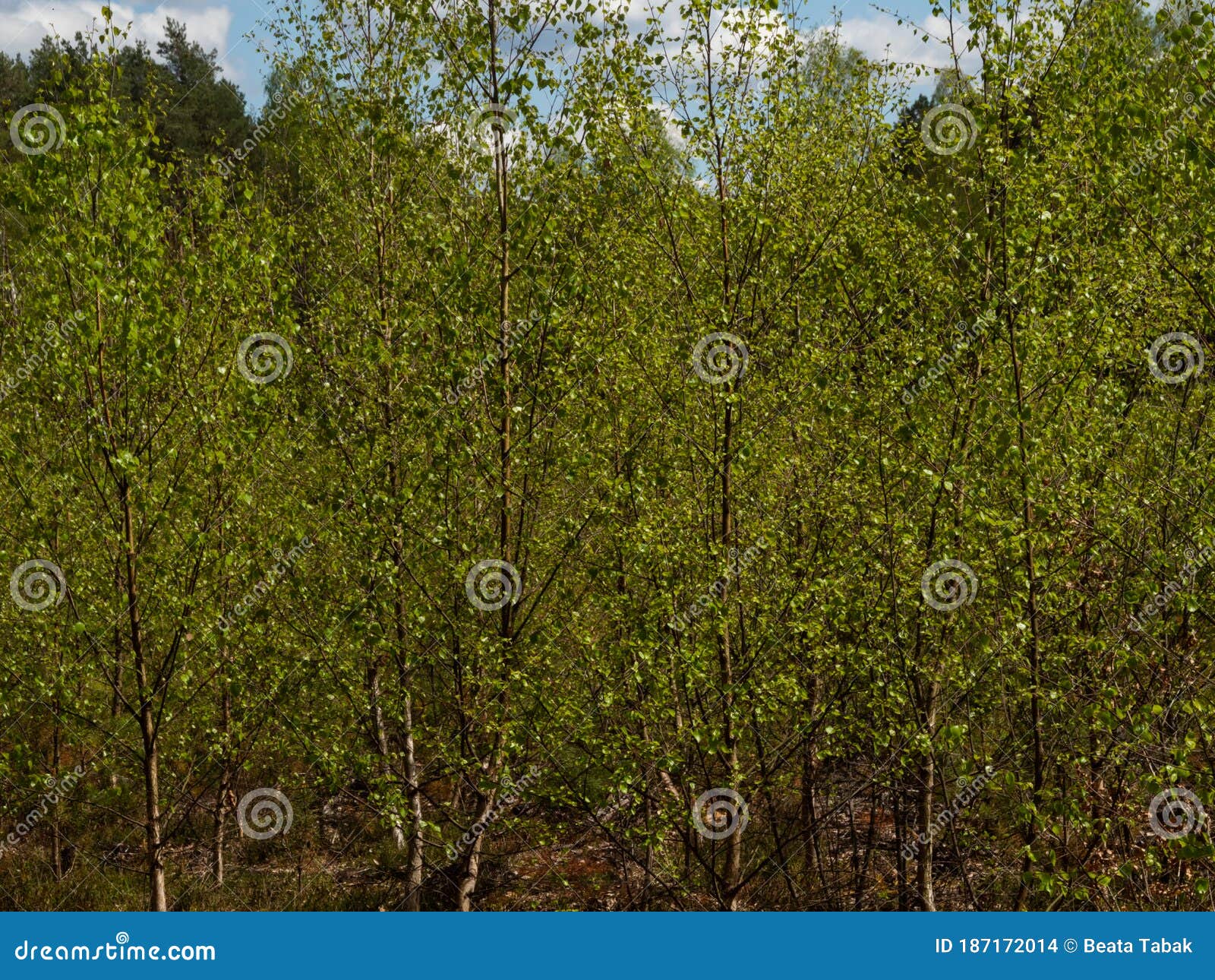 Early Spring Young Trees in the Forest. Stock Photo - Image of ...