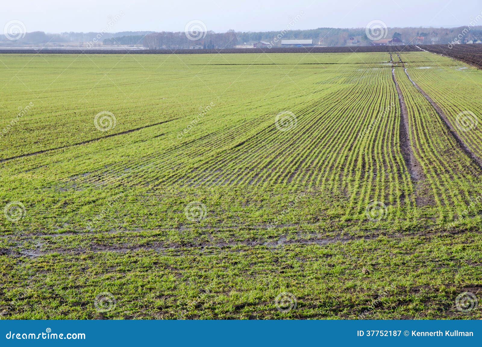 Early springtime field stock image. Image of meadow, environment - 37752187