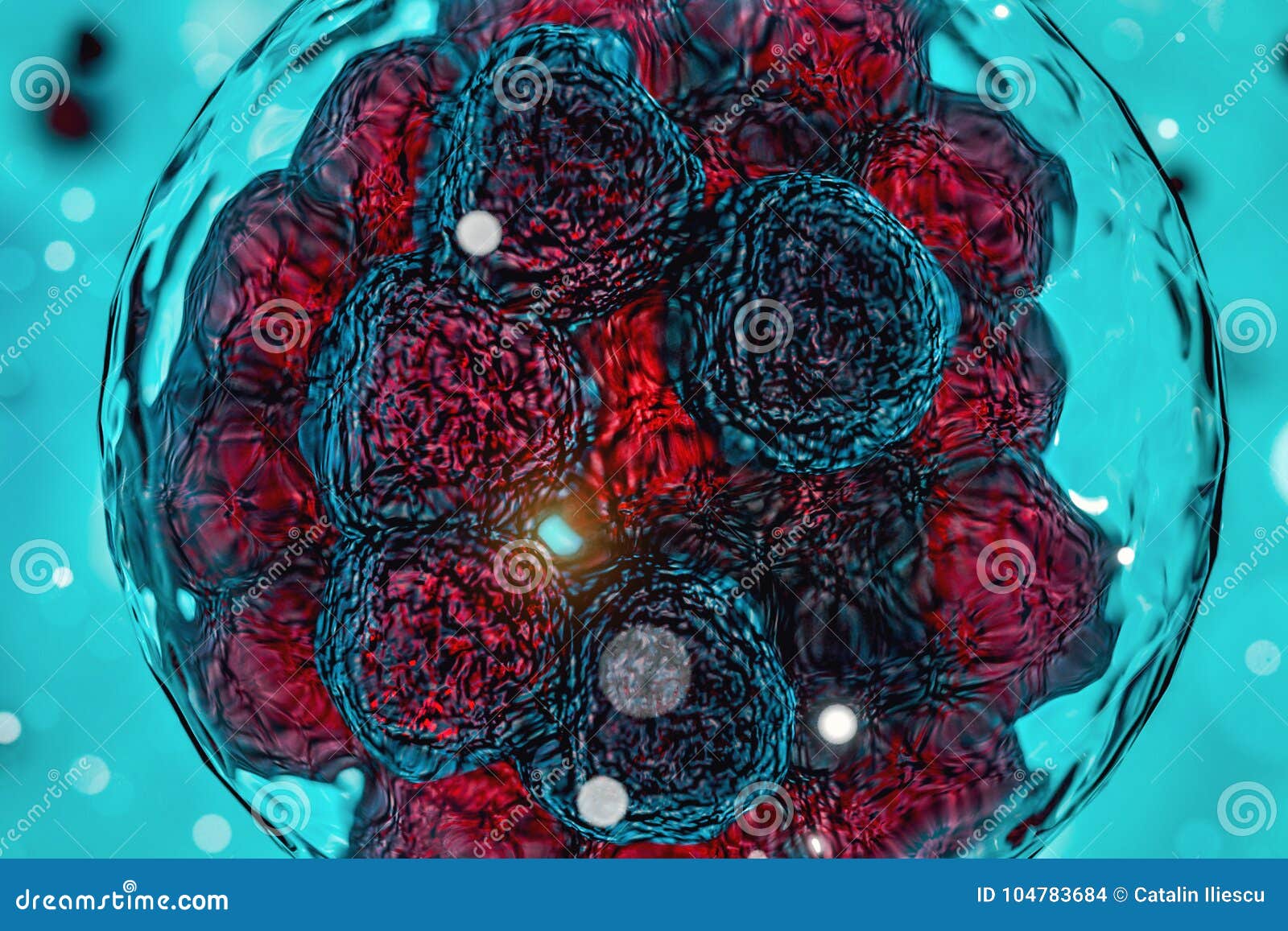 Early Stage Embryo , Stem Cell Research , Stem Cell Division Stock ...