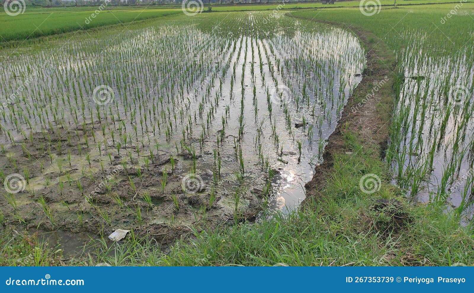 The Early Stage of Rice Plants on Rice Field in the Mud Stock Image ...