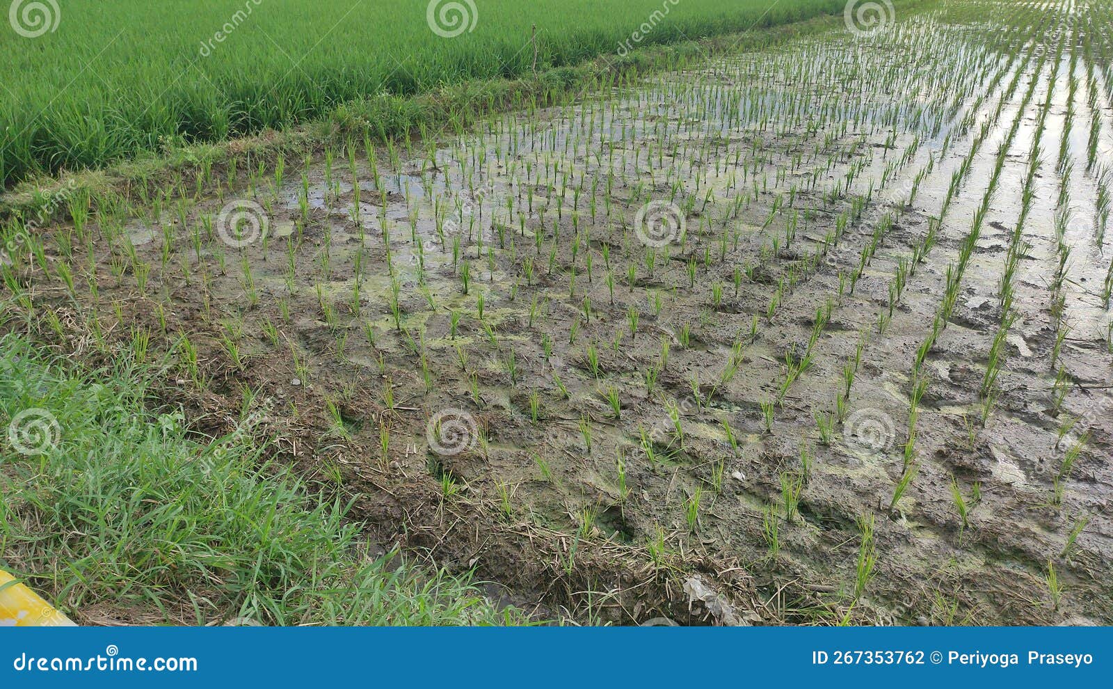 The Early Stage of Rice Plants on Rice Field in the Mud Stock Photo ...