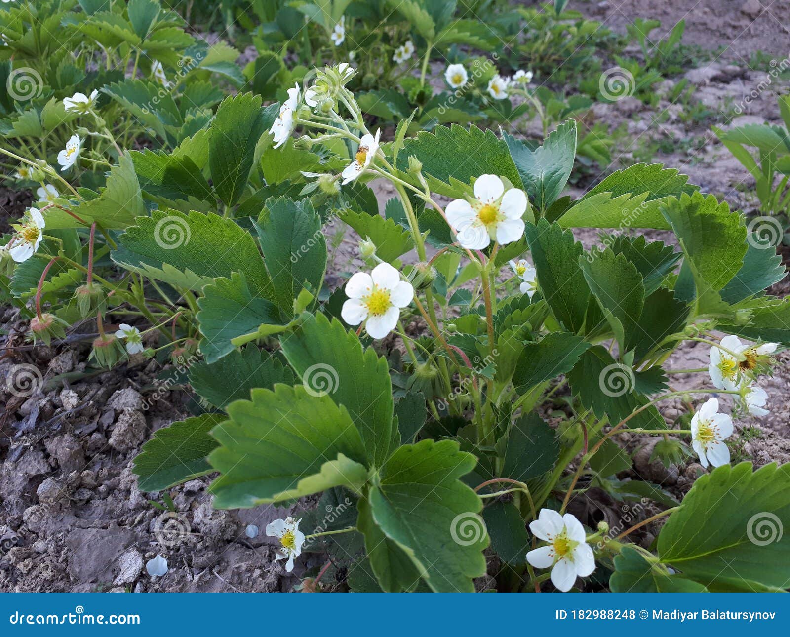 Early strawberry in spring stock photo. Image of evergreen - 182988248