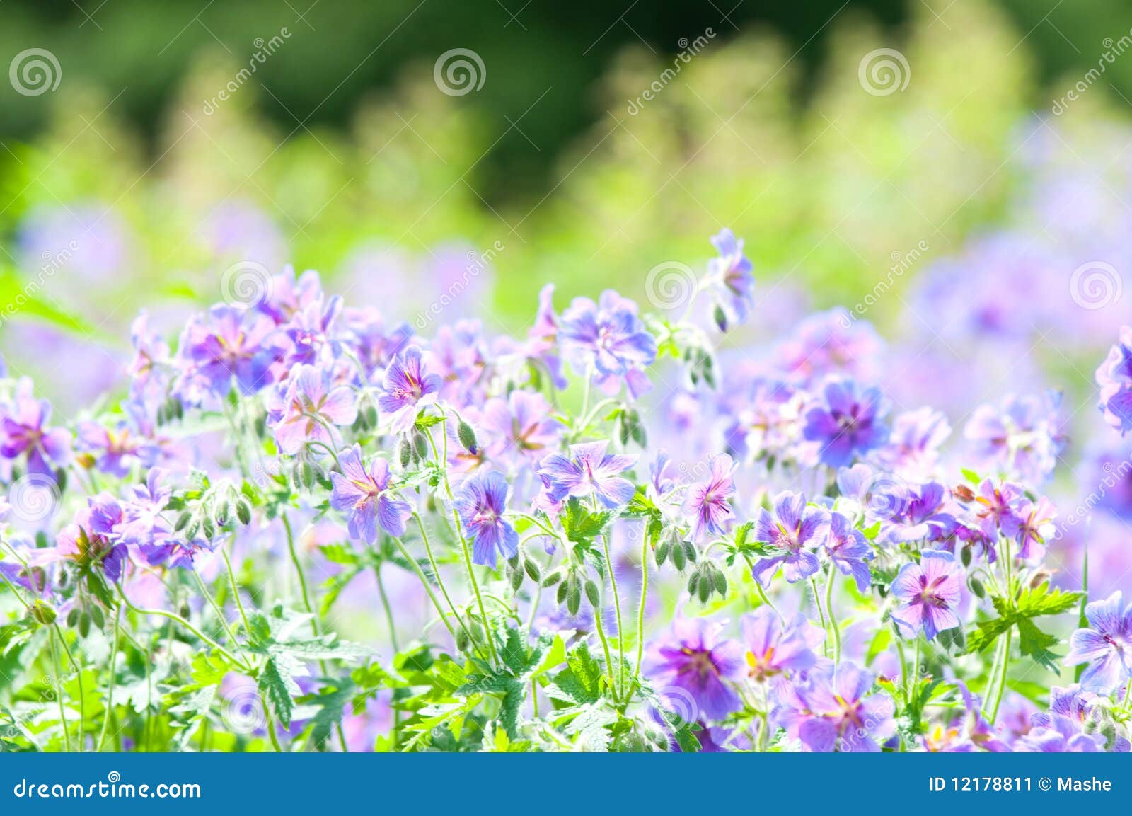 Early summer flowering stock image. Image of gardening - 12178811