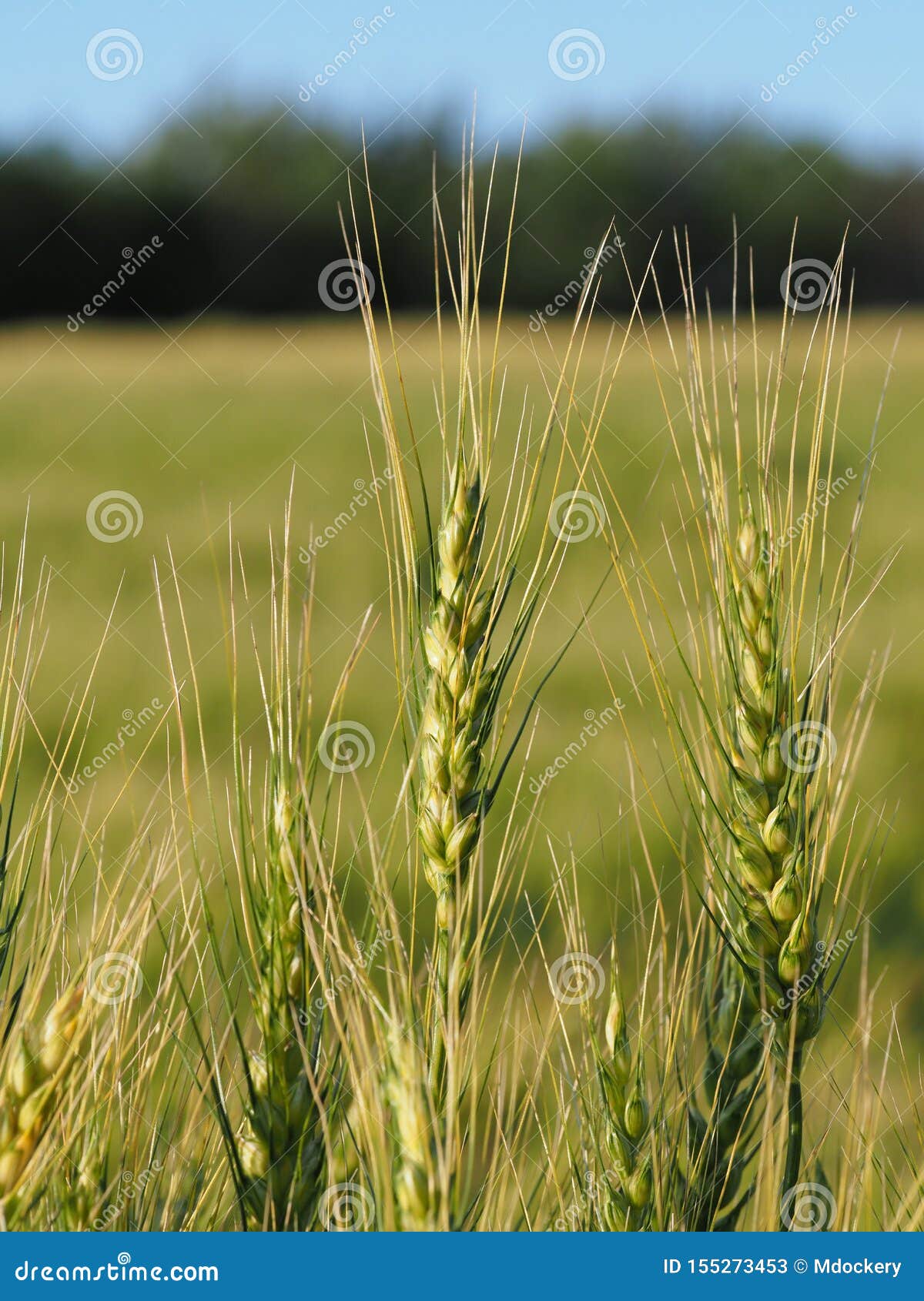 Early Summer Wheat stock image. Image of reap, summer - 155273453