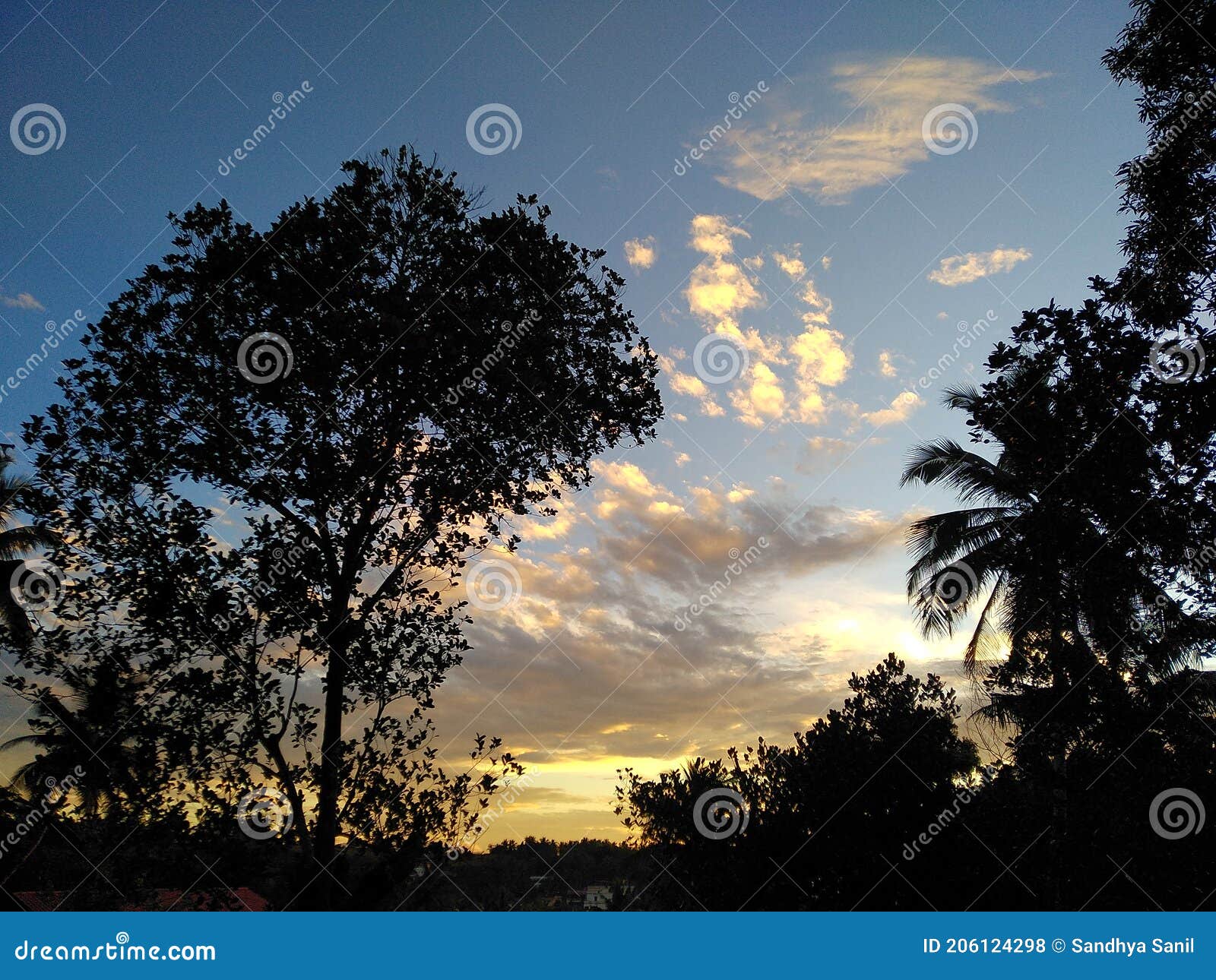 Early Sun enlight stock photo. Image of early, plant - 206124298