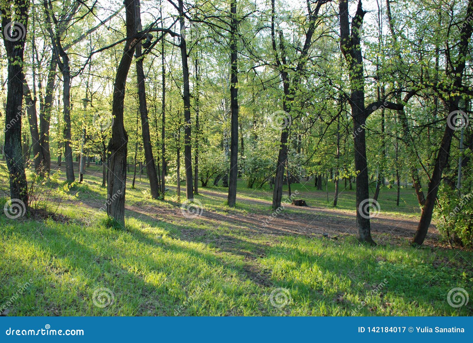 Sunset in the Forest, the Sunlight Goes through the Tree`s Trunks Stock ...