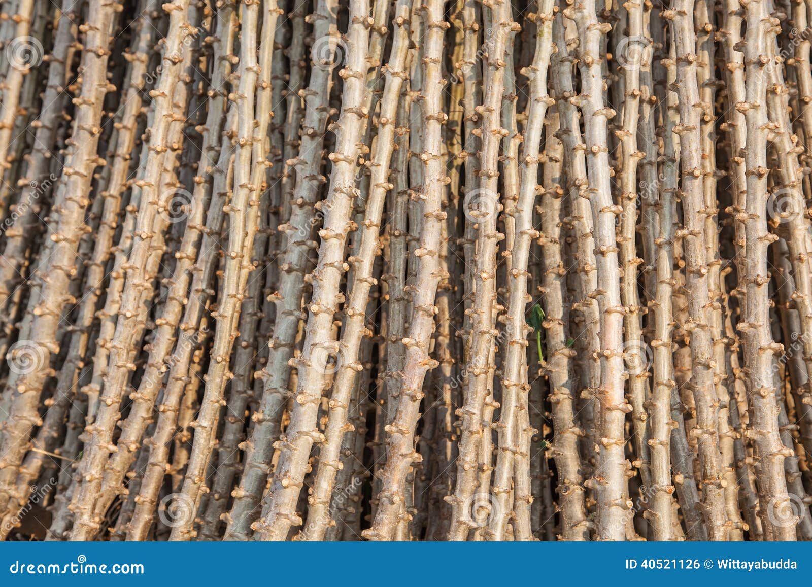 Early varieties of cassava stock photo. Image of form - 40521126