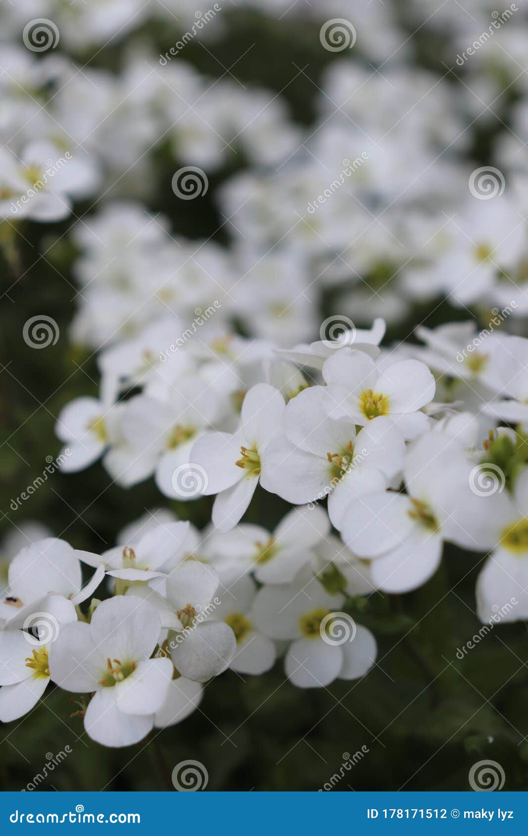 Early White Flowers in Garden. Spring Time. White Flowers Close Up ...