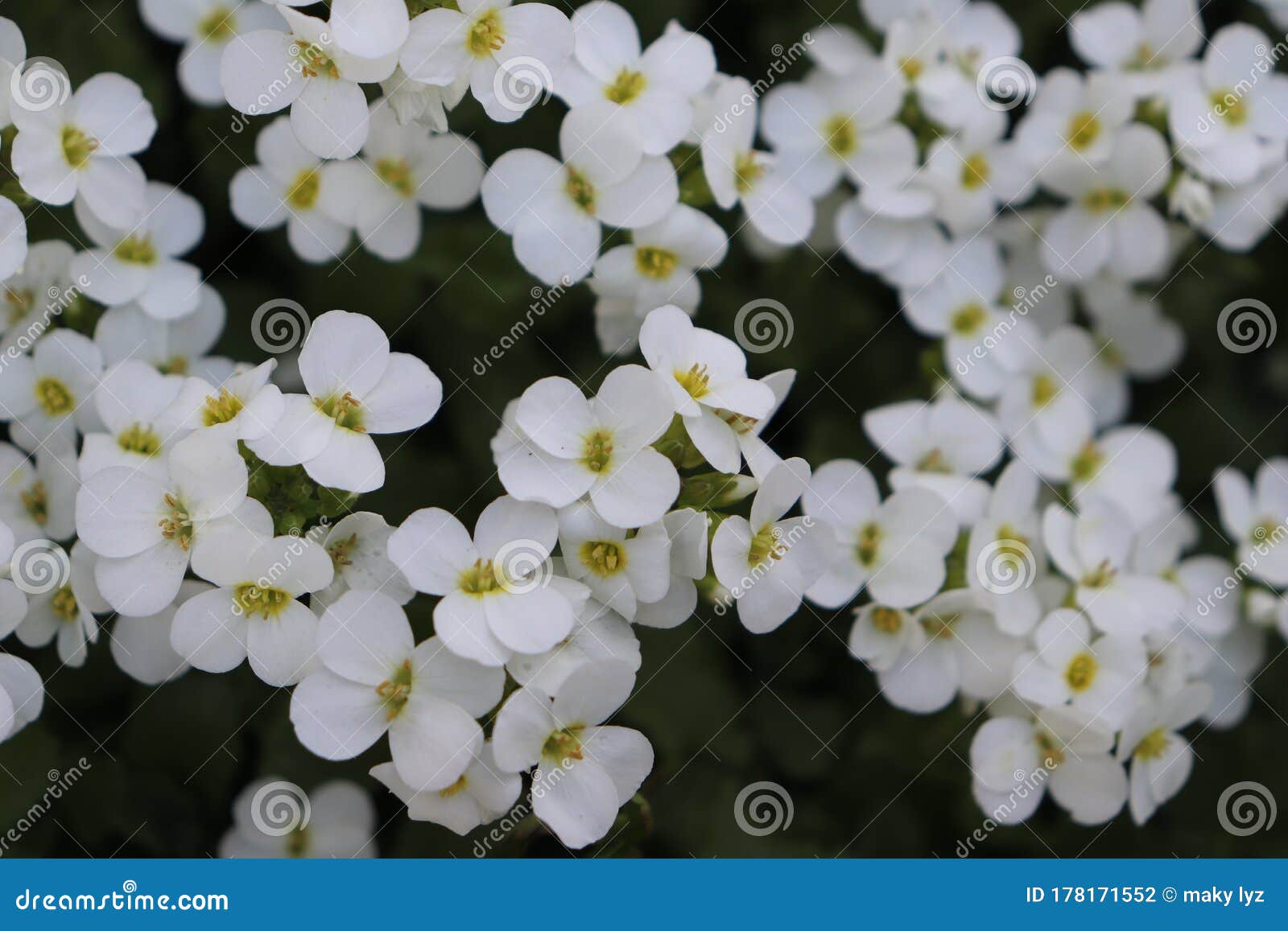 Early White Flowers in Garden. Spring Time. White Flowers Close Up ...