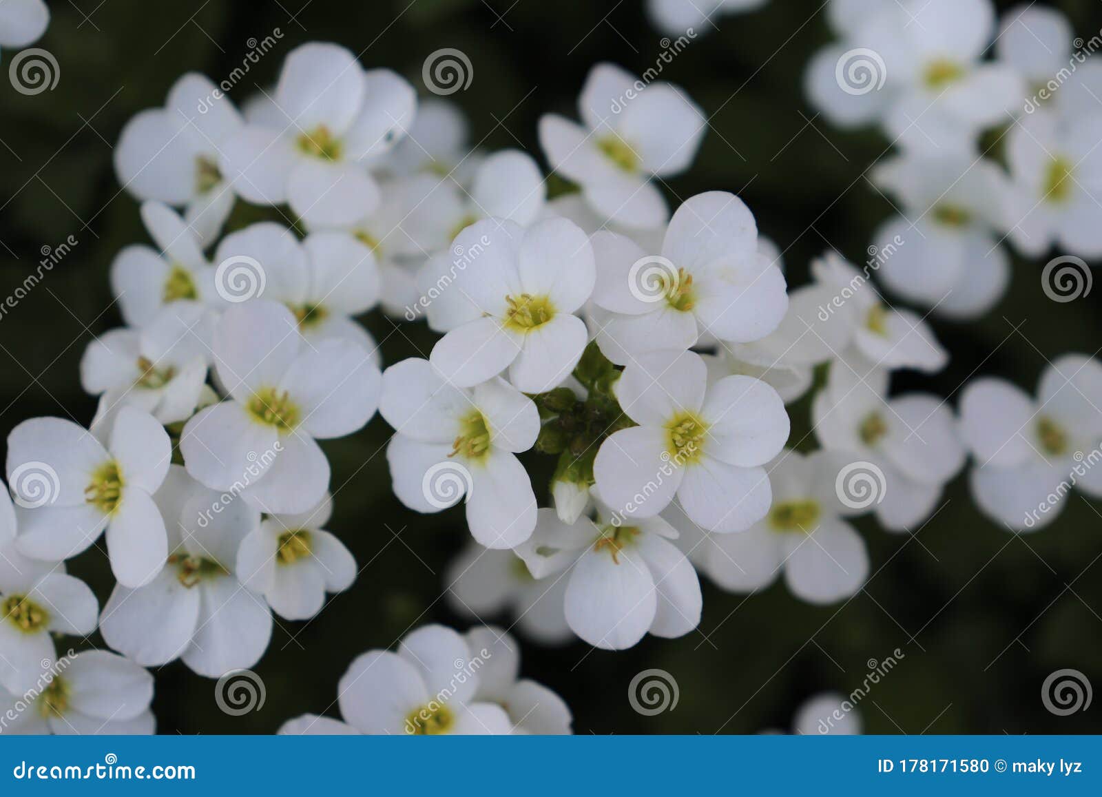 Early White Flowers in Garden. Spring Time. White Flowers Close Up ...