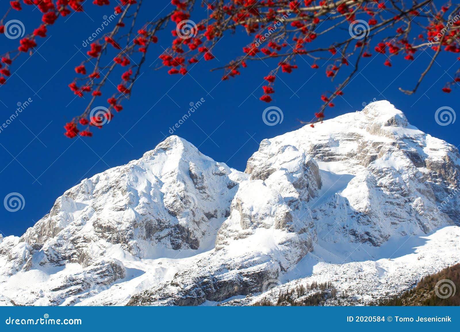 Early winter stock photo. Image of tree, wilderness, snow - 2020584