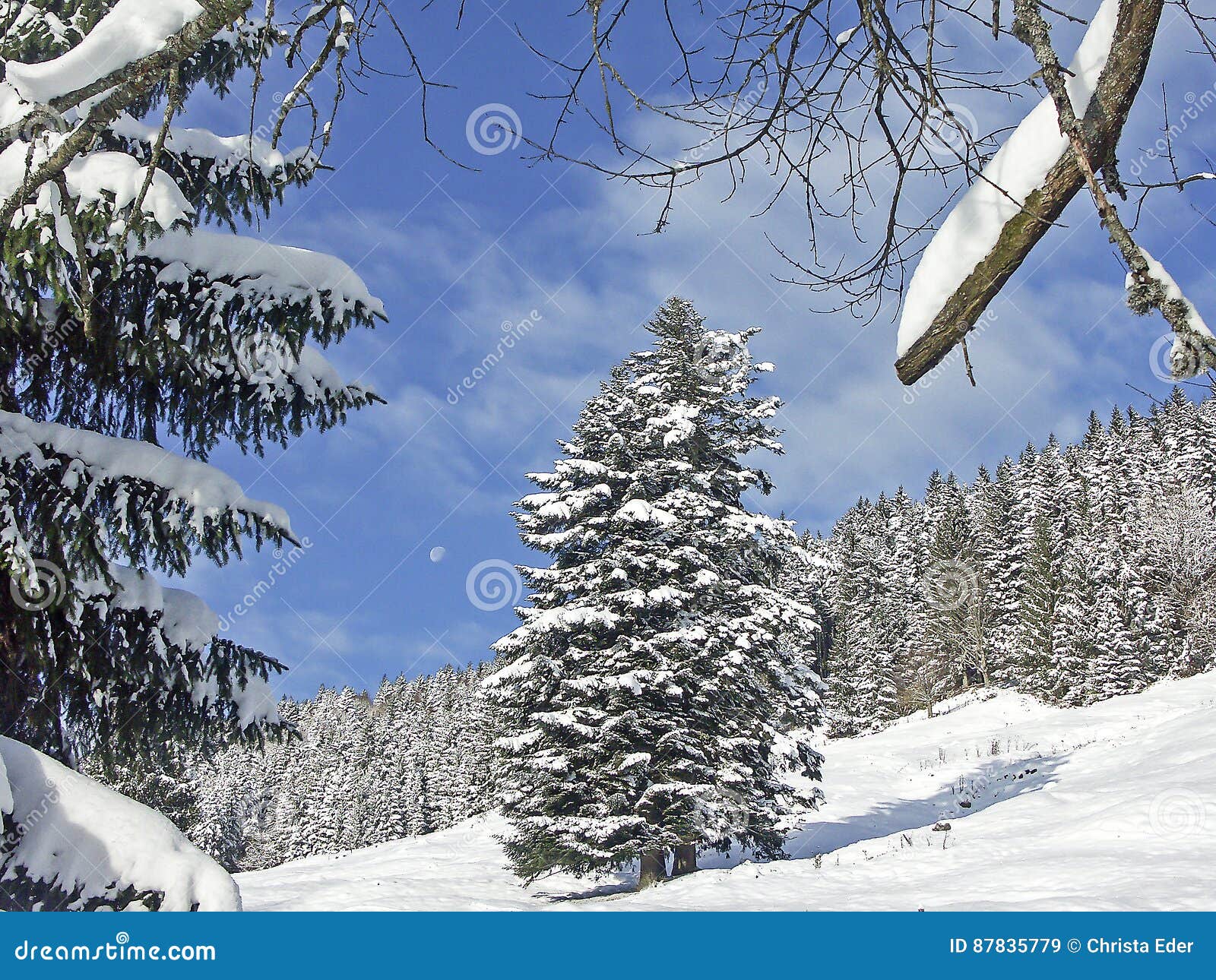 Early winter stock image. Image of wonderland, snowy - 87835779