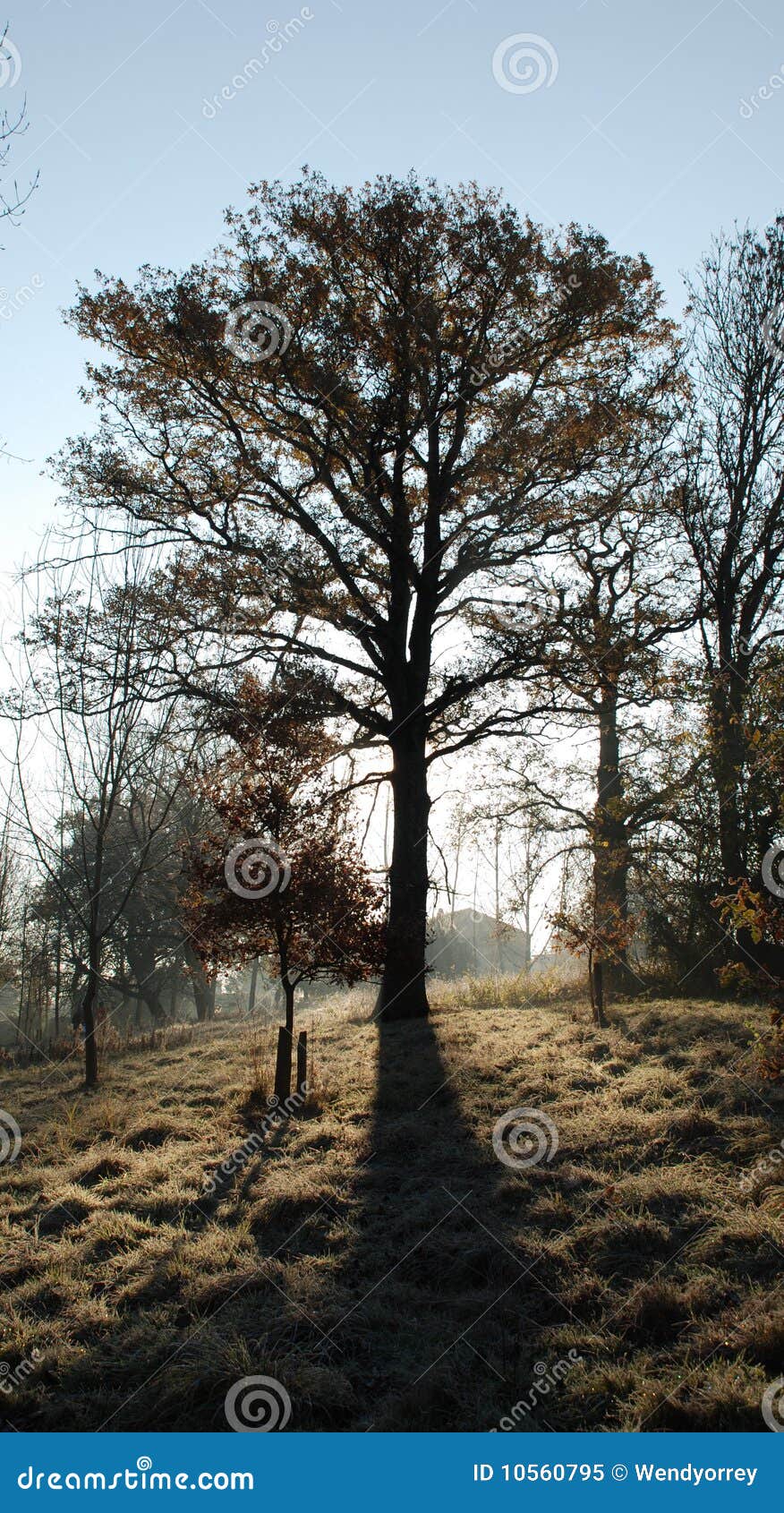 Early Winter Morning Oak Tree Stock Image - Image of frost, misty: 10560795