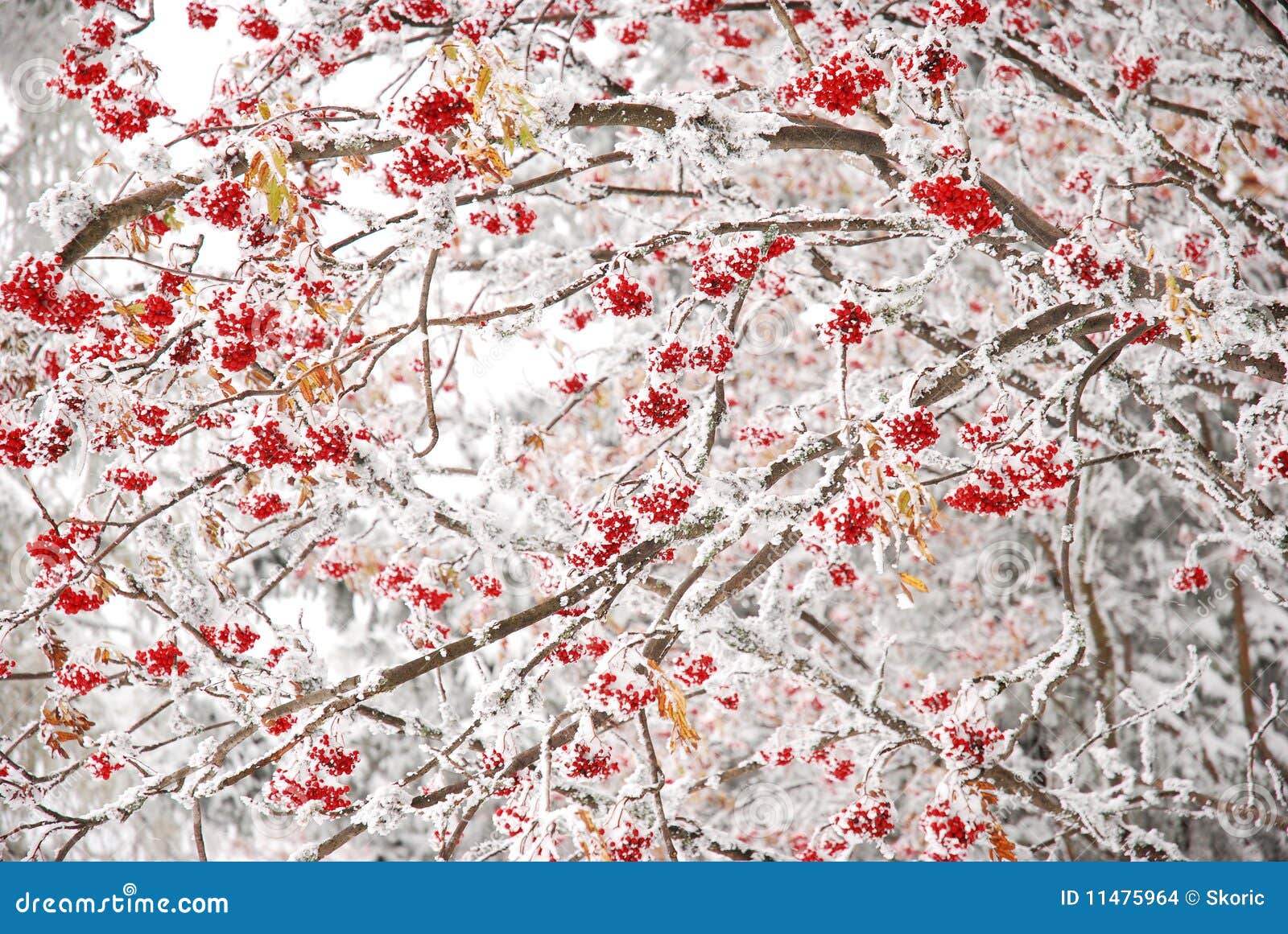 Early winter scene stock photo. Image of cover, berries - 11475964