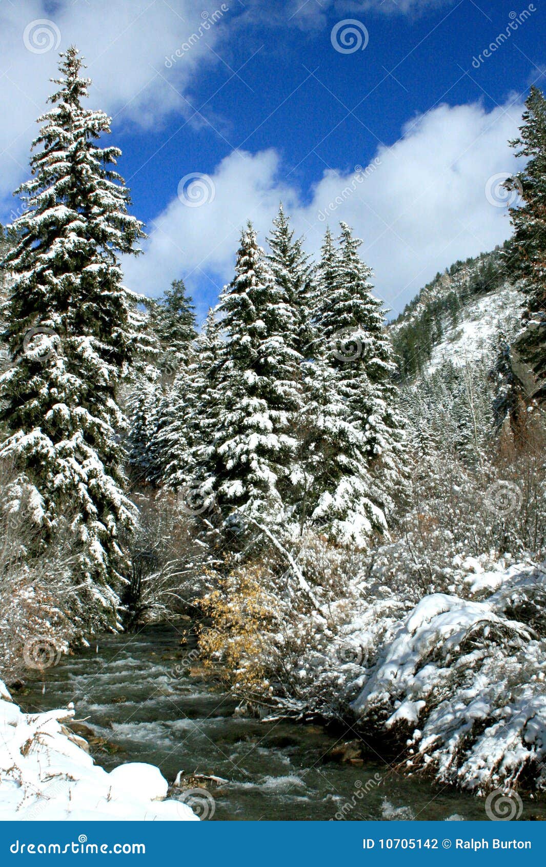 Early Winter Snows on Conifer Trees Stock Photo - Image of nature ...