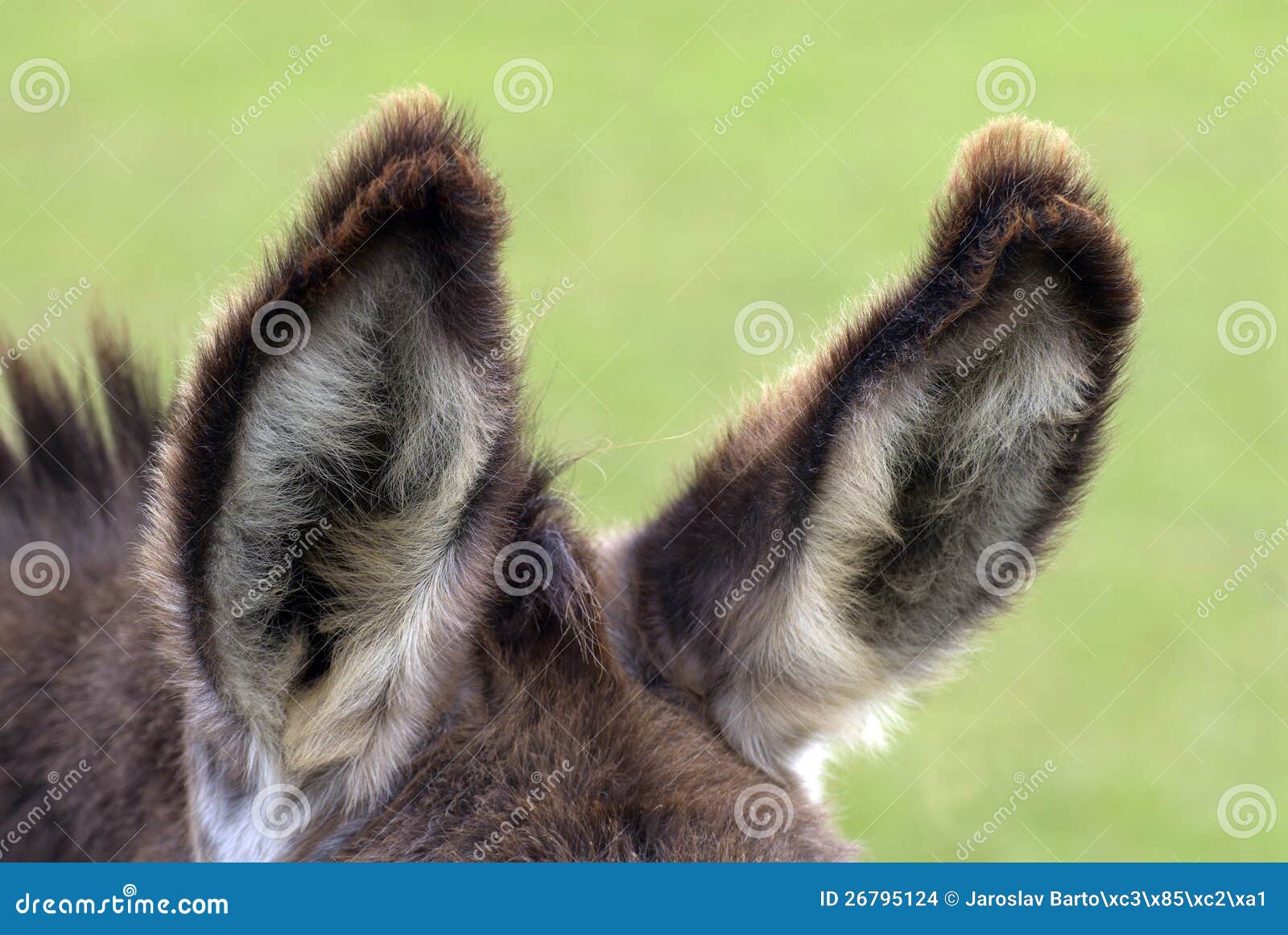 Ears stock photo. Image of grass, farm, nature, portrait - 26795124