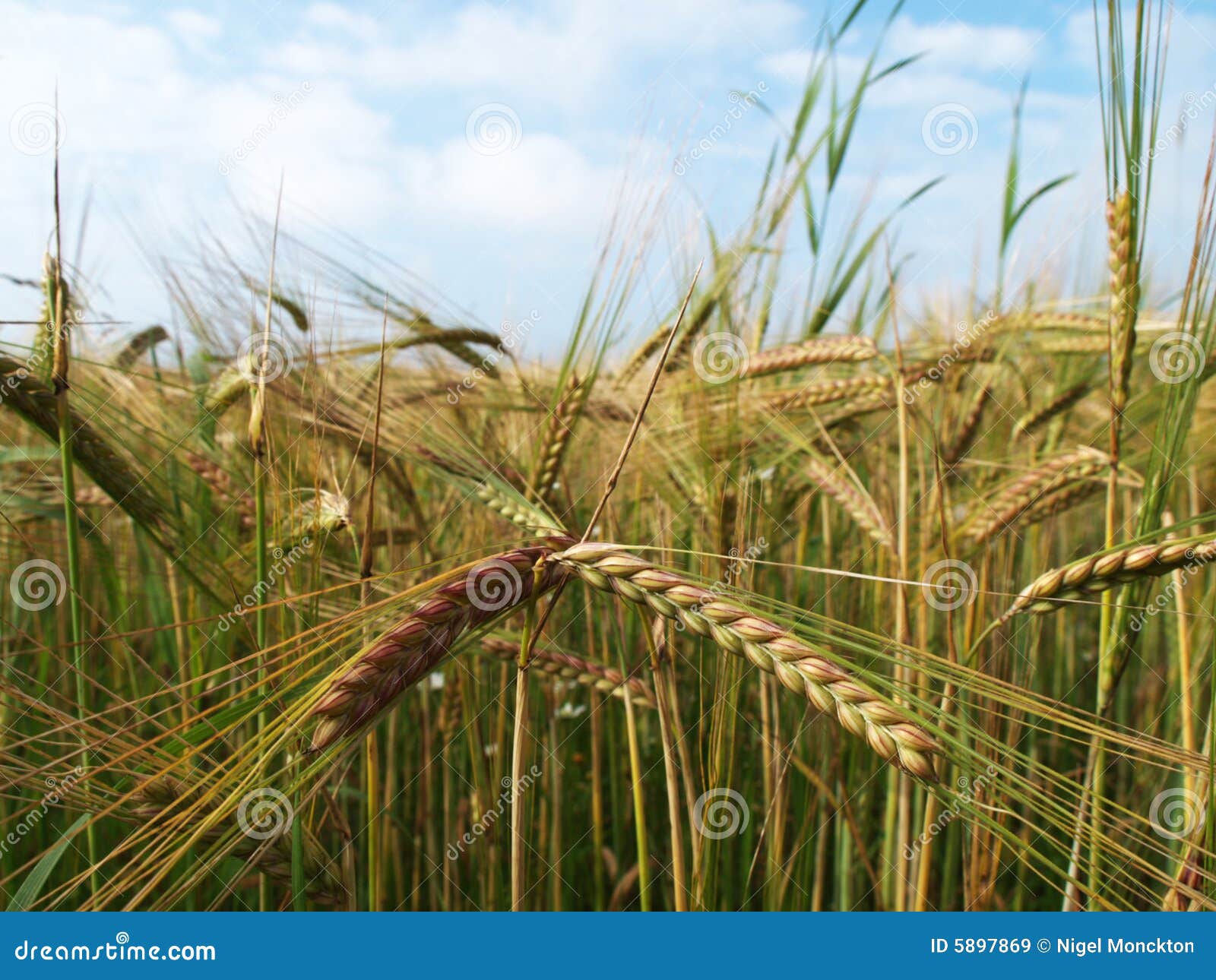 Ears of Barley Ripening in a Sunny Field Stock Image - Image of ...