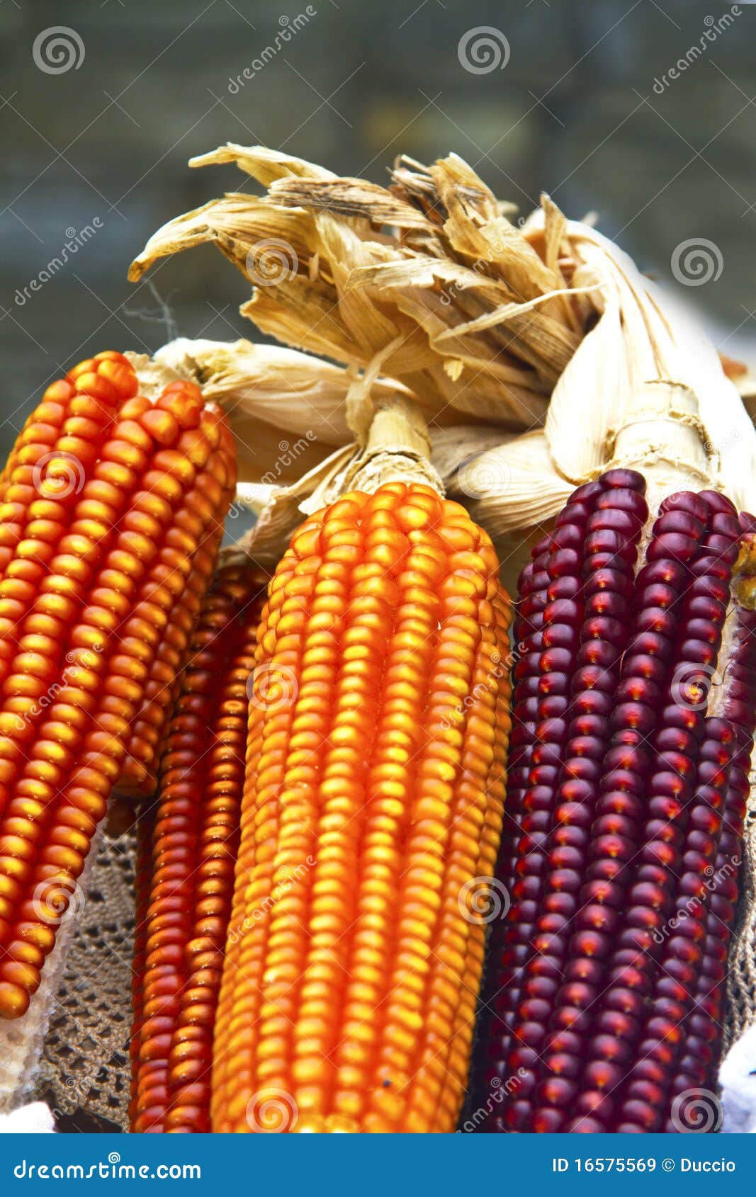 Ears of corn stock image. Image of nature, vegetarian - 16575569