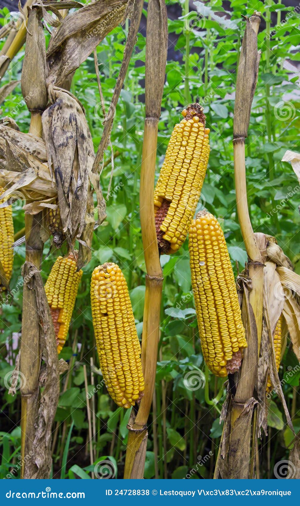 Ears of corn stock photo. Image of cobs, agriculture - 24728838