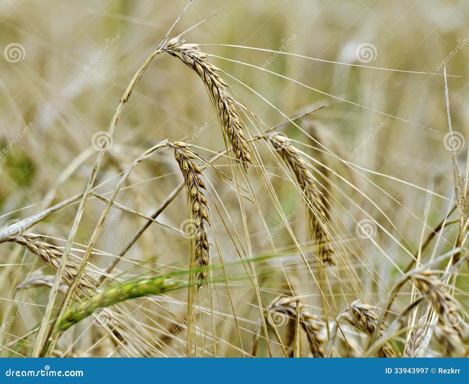 Ears of Corn on a Background of Field Stock Image - Image of produce ...