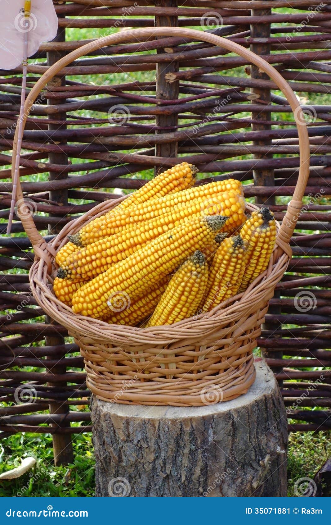 Ears of corn in a basket stock image. Image of cereal - 35071881