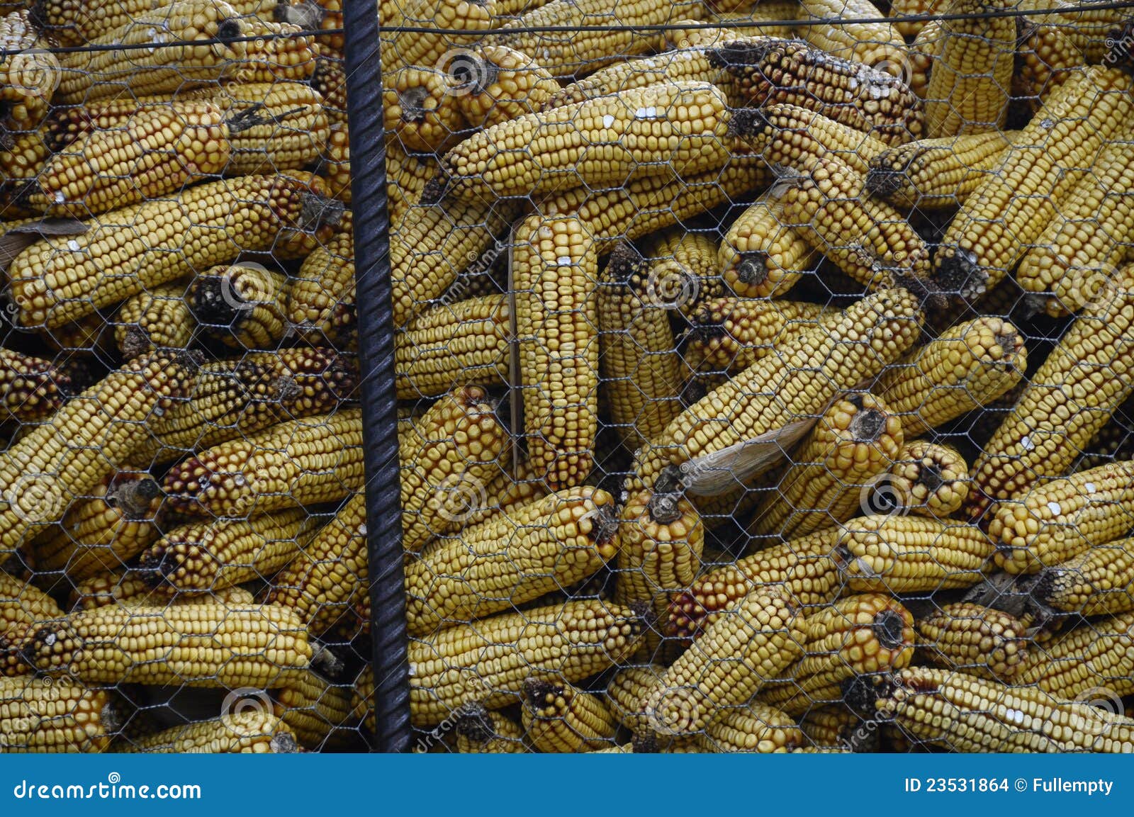 Ears of corn drying i stock photo. Image of bone, corn - 23531864