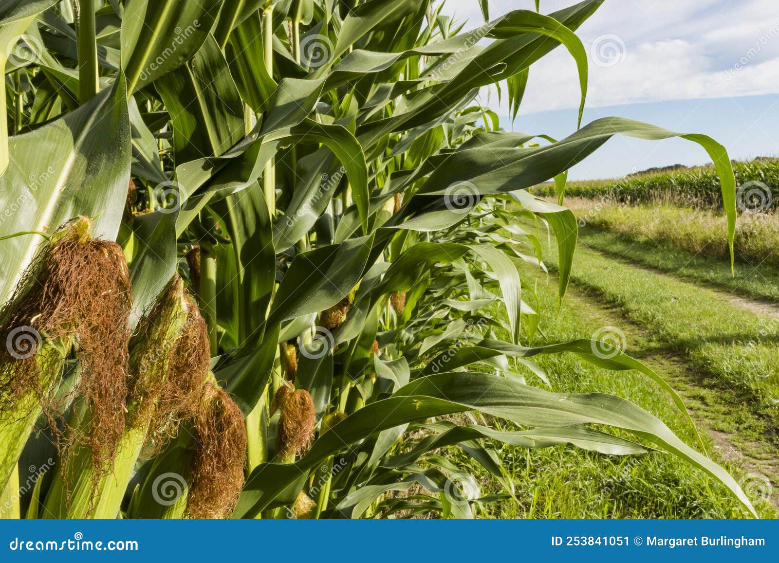 Ears of Corn on the Edge of a Field. Stock Image - Image of corn ...