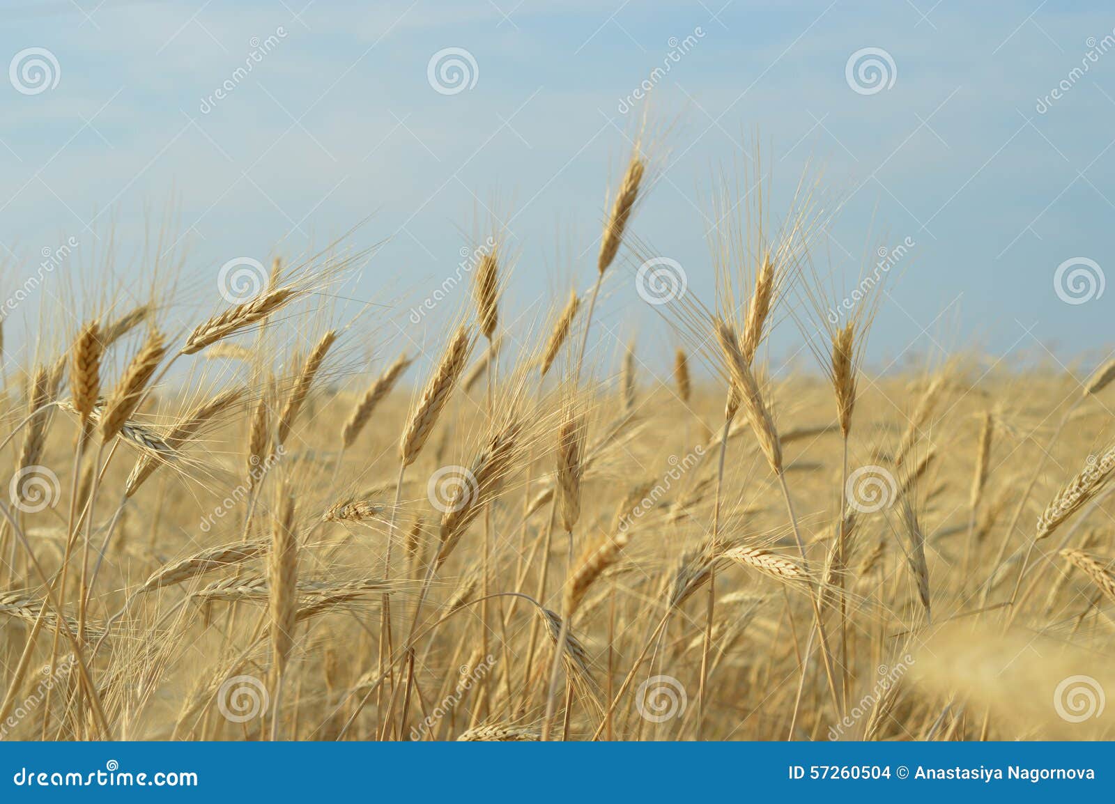 Ears Of Corn Stock Photography | CartoonDealer.com #57260504