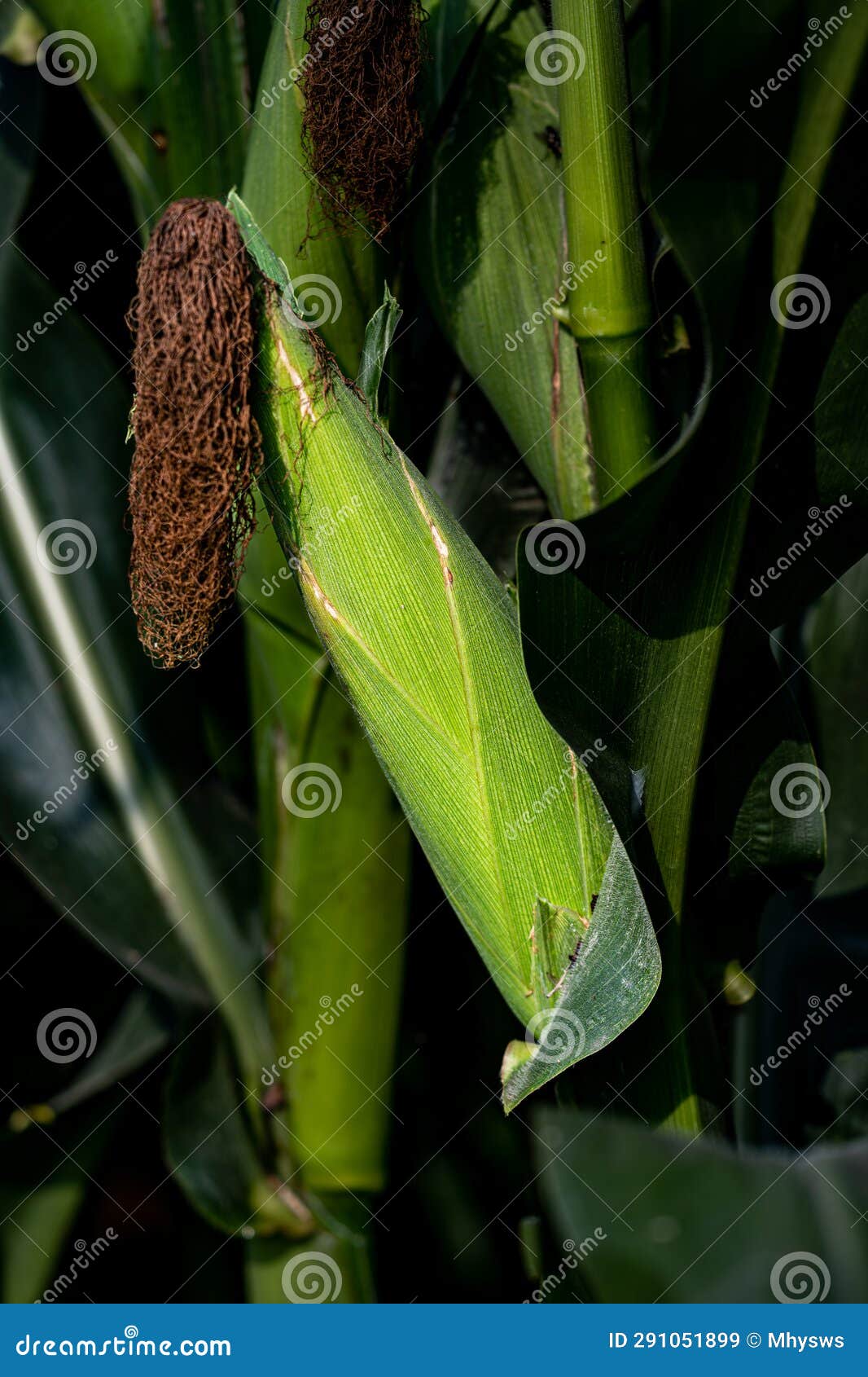Ears of corn in the field stock image. Image of crops - 291051899