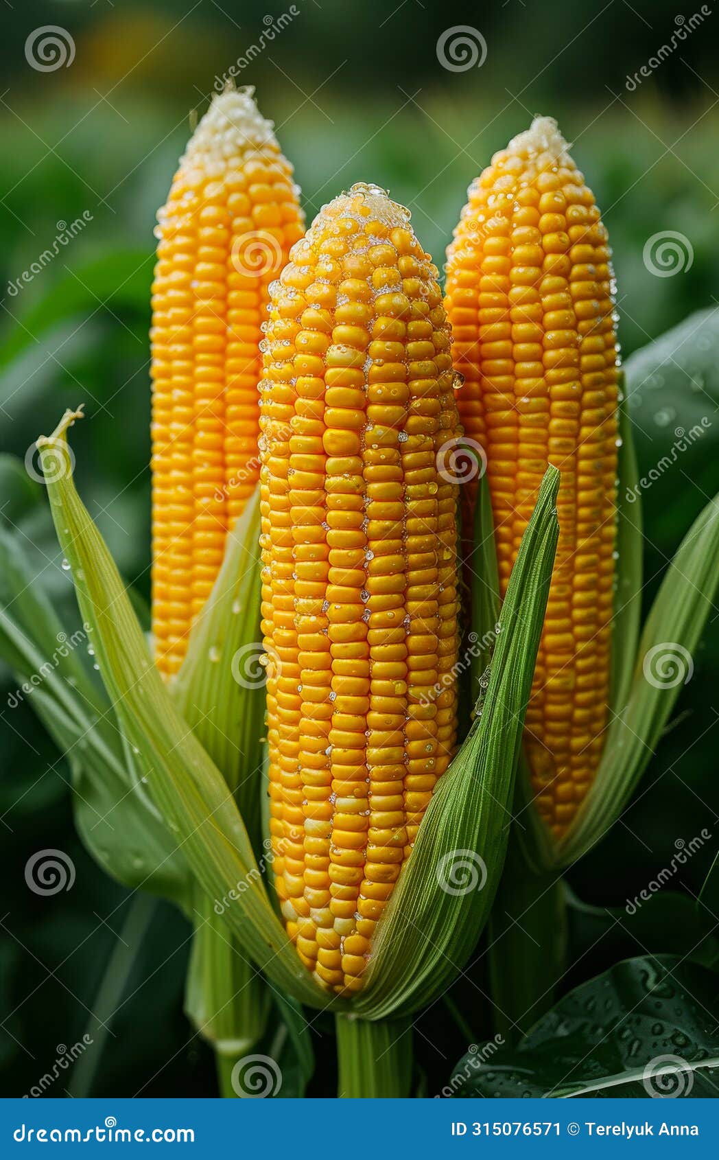 Ears of Corn in the Field after the Rain Stock Image - Image of harvest ...