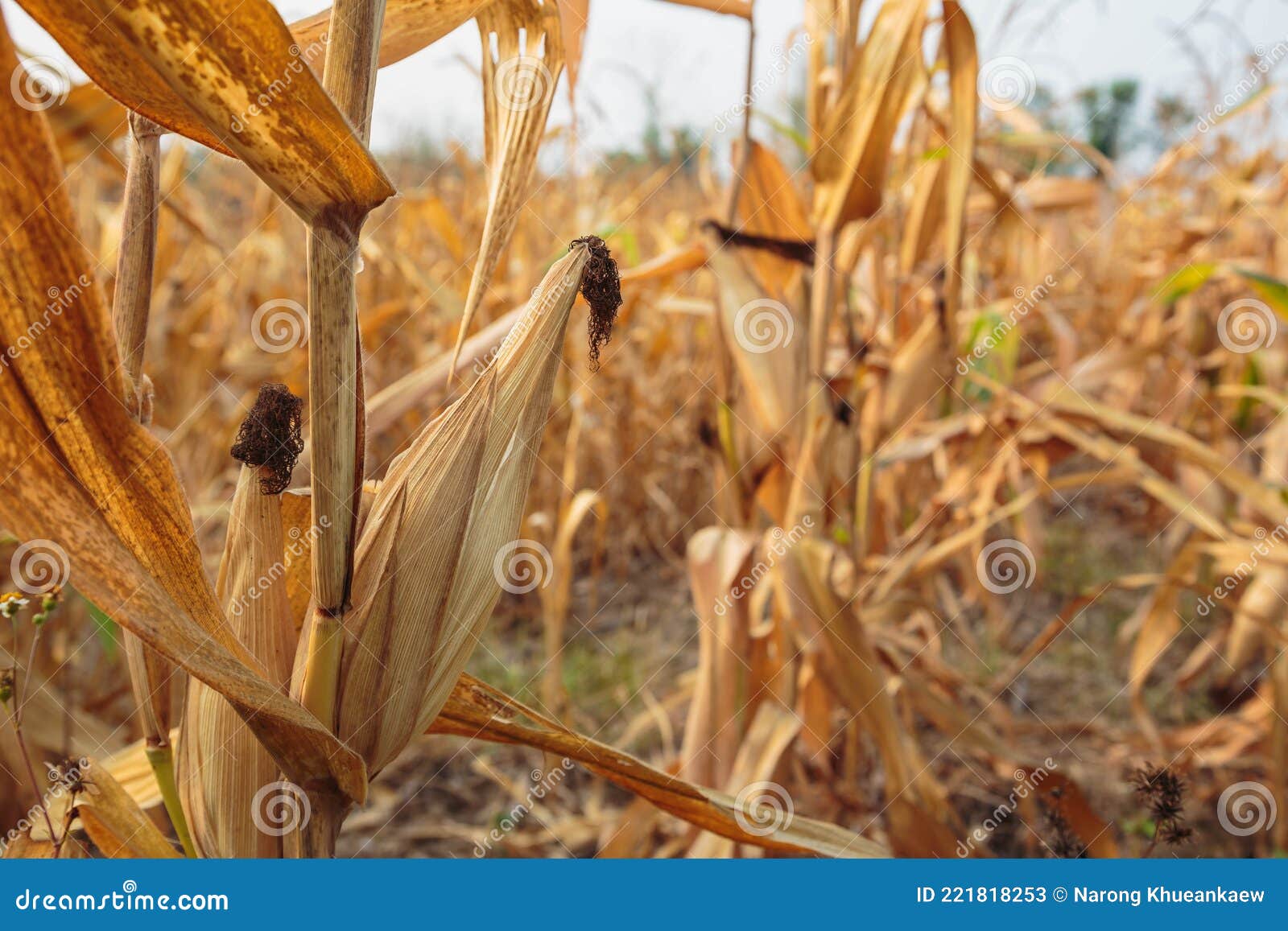 Preparation Of Forage Corn For Storage After Harvesting.Forage Corn ...