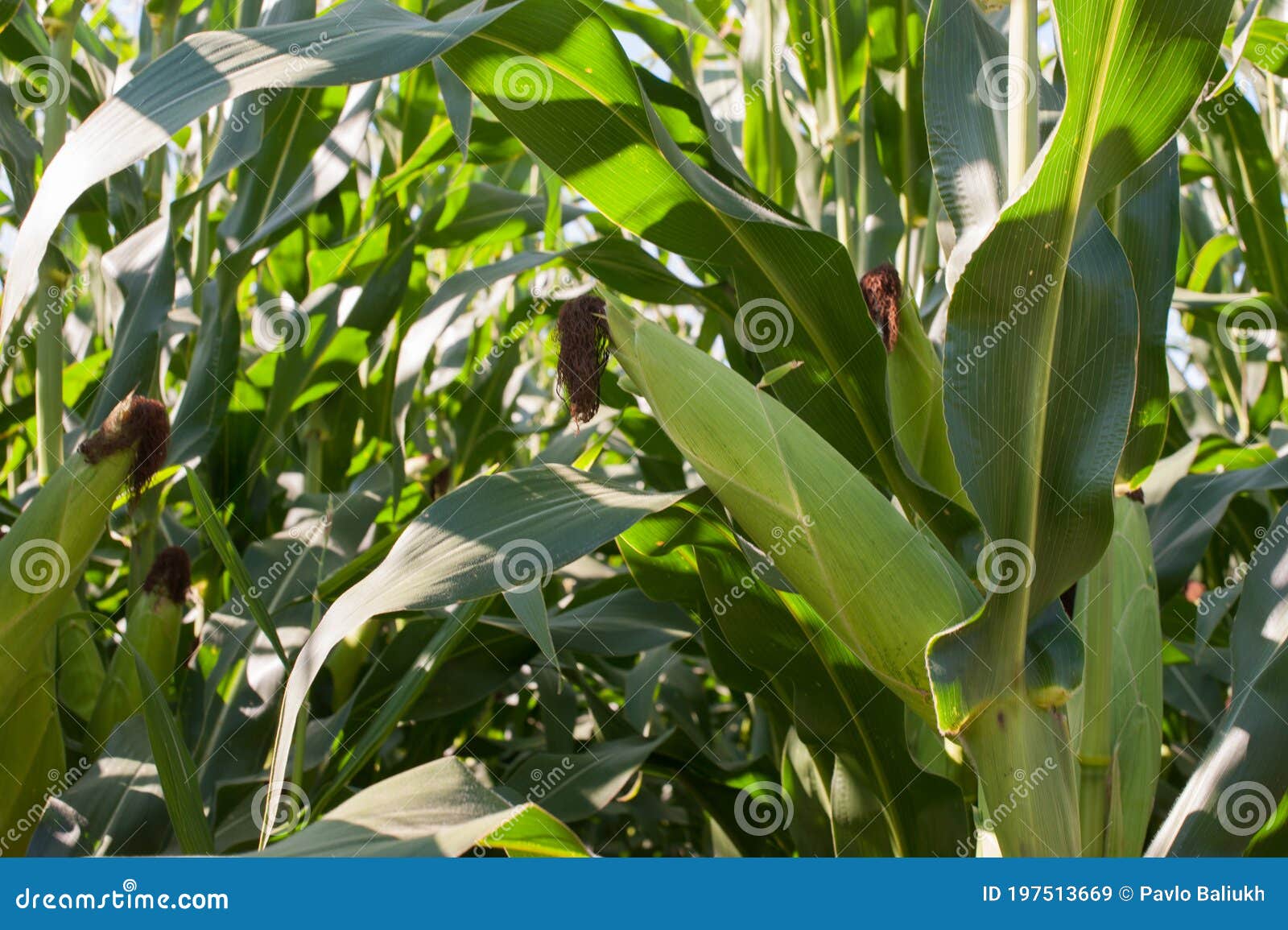 Corn with Husk and Leaves Close Up Stock Image - Image of plant, green ...