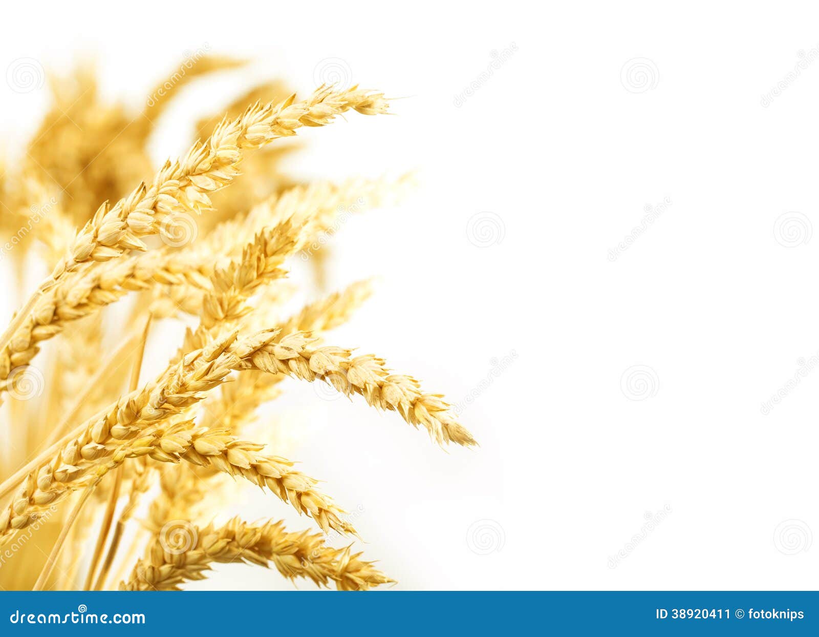 Ears of Corn Isolated on White Stock Image - Image of crop, agriculture ...