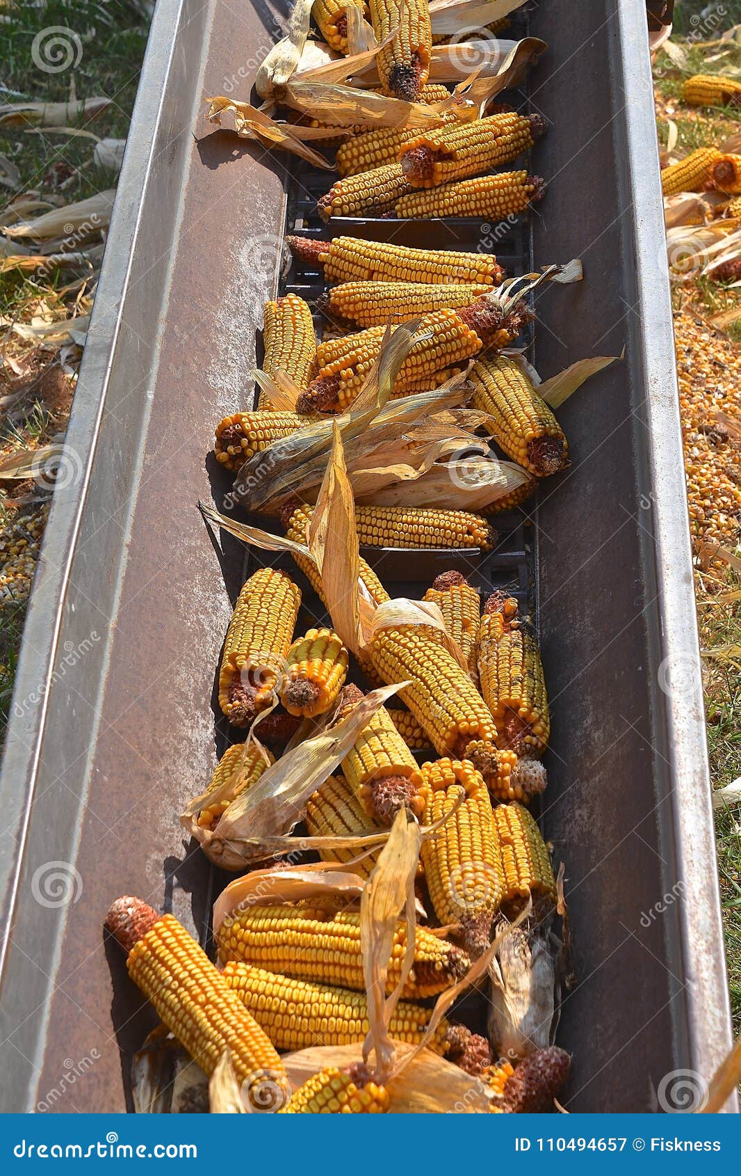 Ears of Corn Moving Up an Old Farm Elevator Stock Image - Image of farm ...
