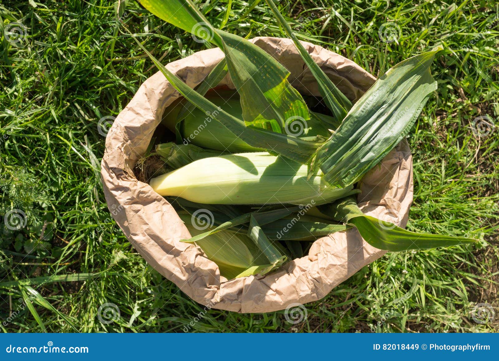 Ears of Corn in Paper Bag on Patch of Grass Stock Image - Image of ...