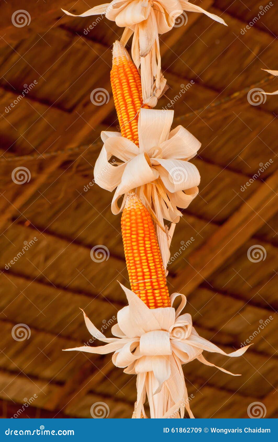 Ears of corn stock image. Image of grown, grass, food - 61862709