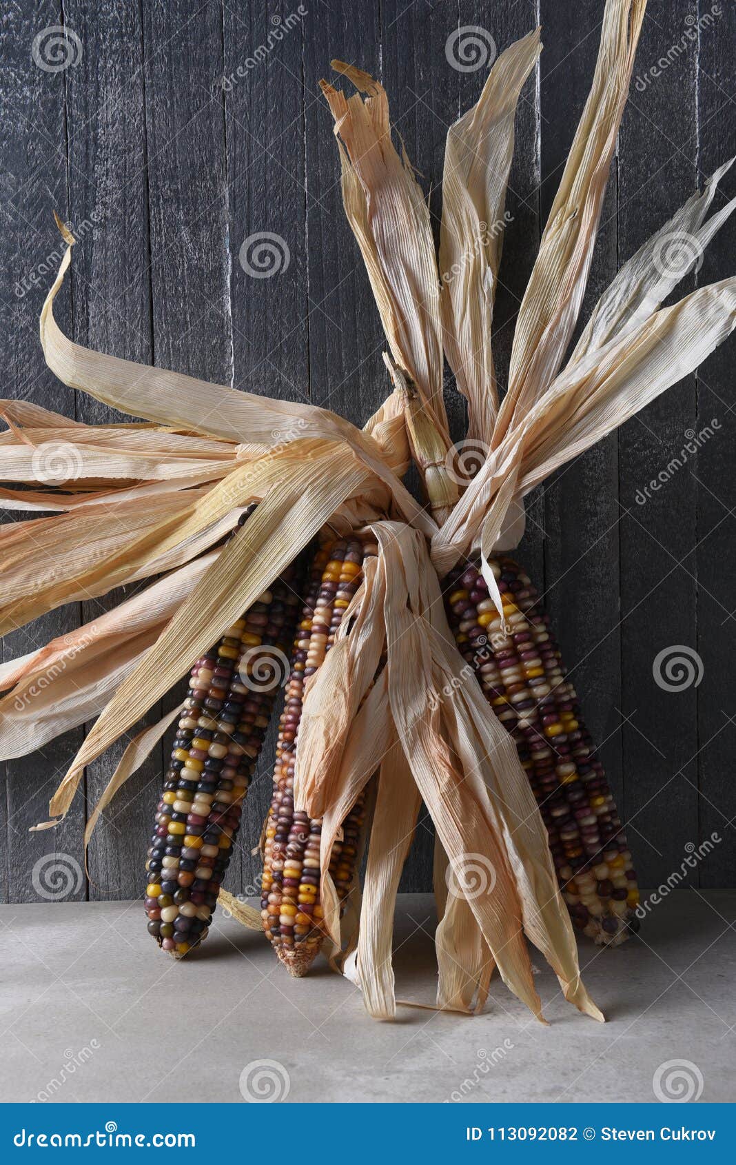 Ears of Flint Corn Leaning on a Gray Rustic Wall Stock Photo - Image of ...