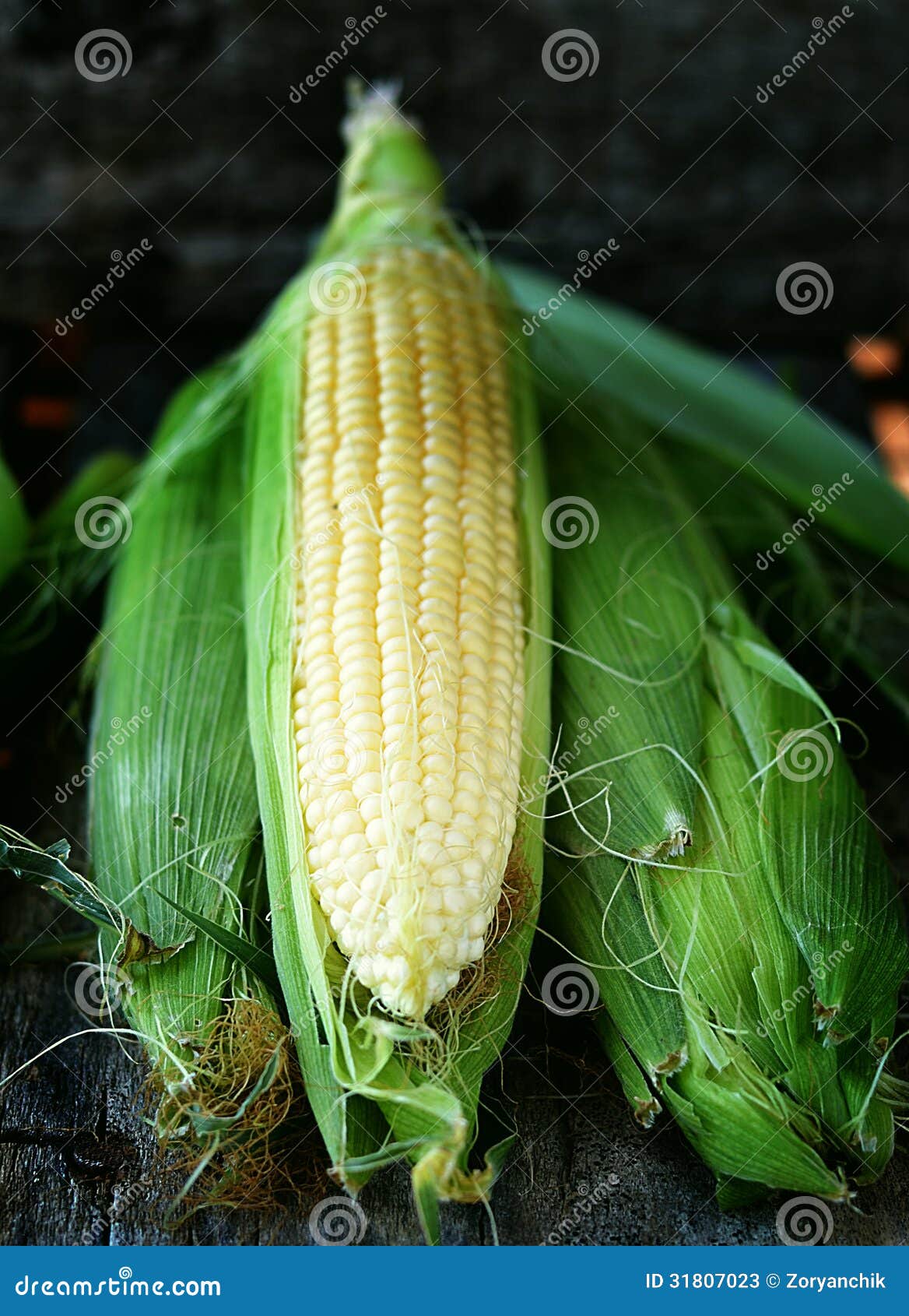 Ears of fresh corn stock image. Image of crop, food, maize - 31807023