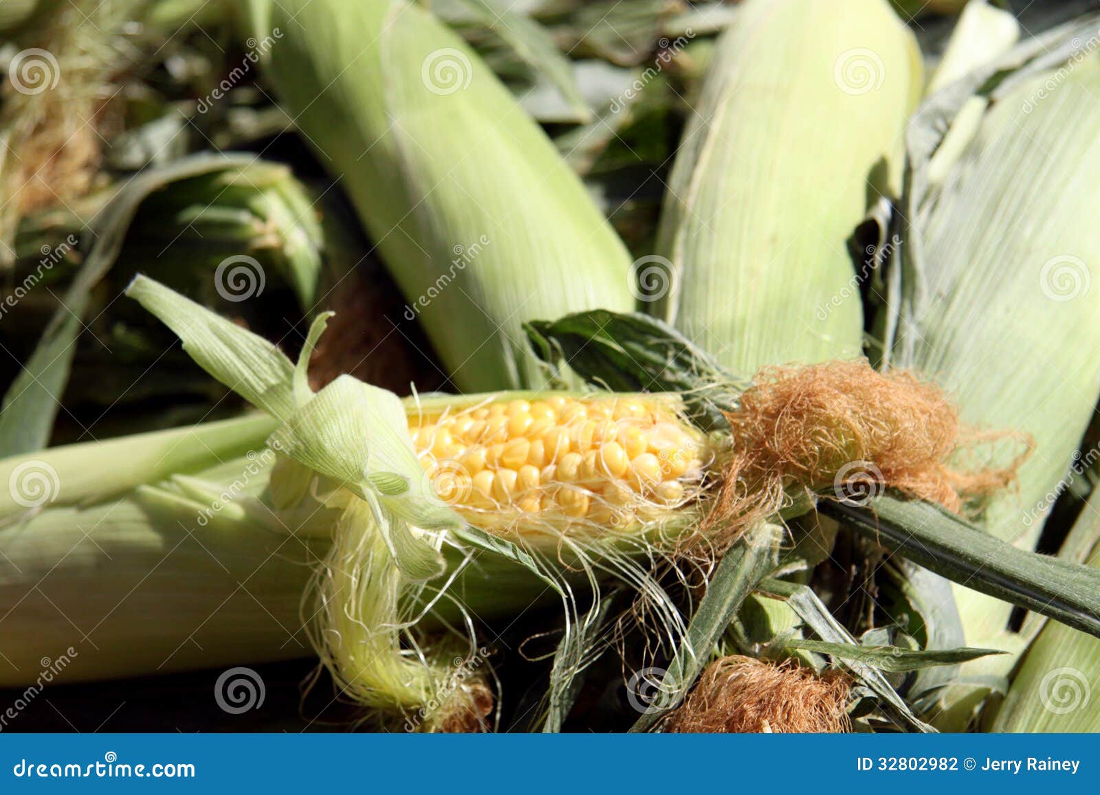 Ears of fresh picked corn stock photo. Image of cobs - 32802982