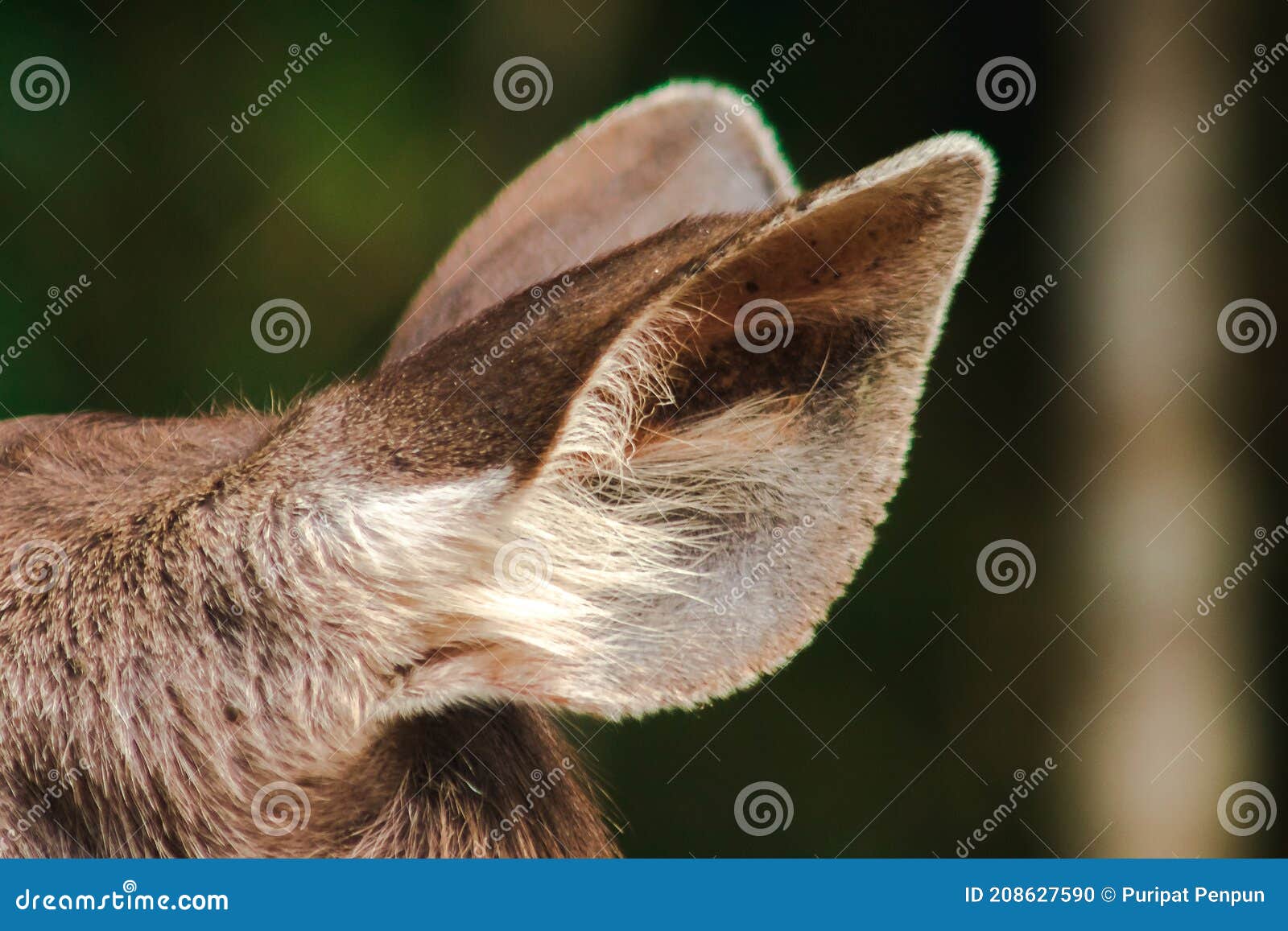 The Ears of a Fur Deer are Light Brown Stock Photo - Image of attention ...