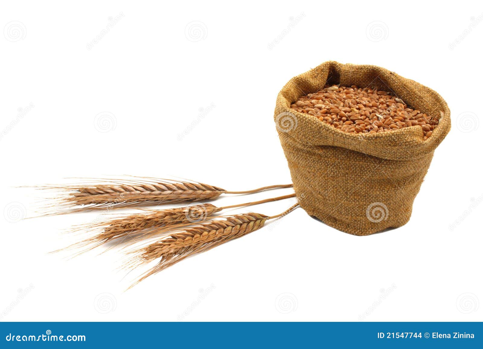 Ears and Grain in a Bag Isolated on a White Stock Photo - Image of ...