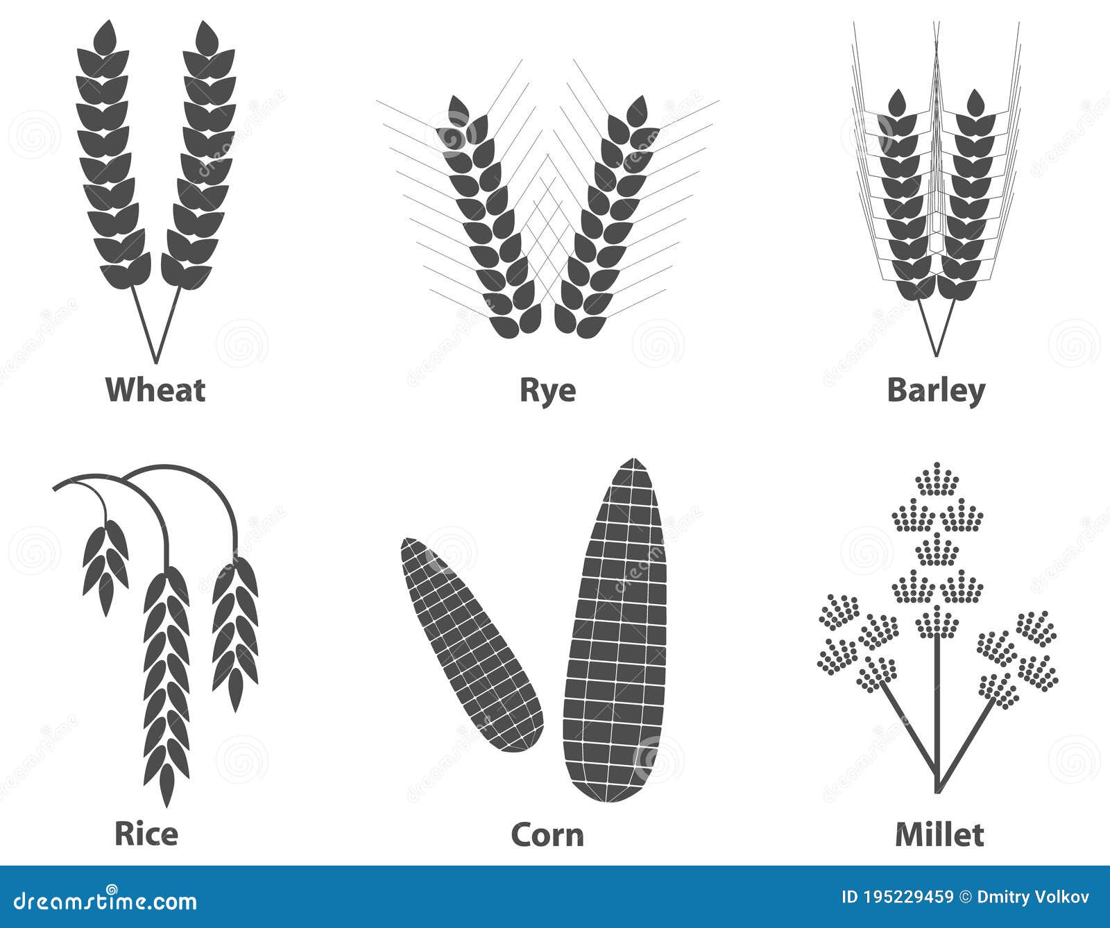 Ears of Grain in Black and White Colors Isolated on a Light Background ...