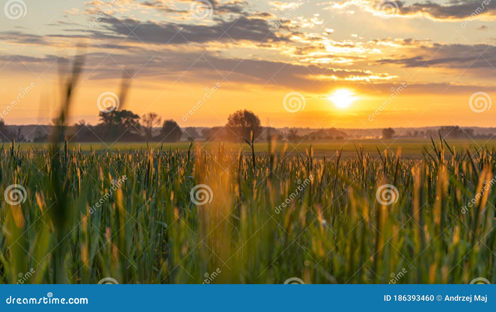 Ears of Grain with the Rising Sun in the Background Stock Photo - Image ...