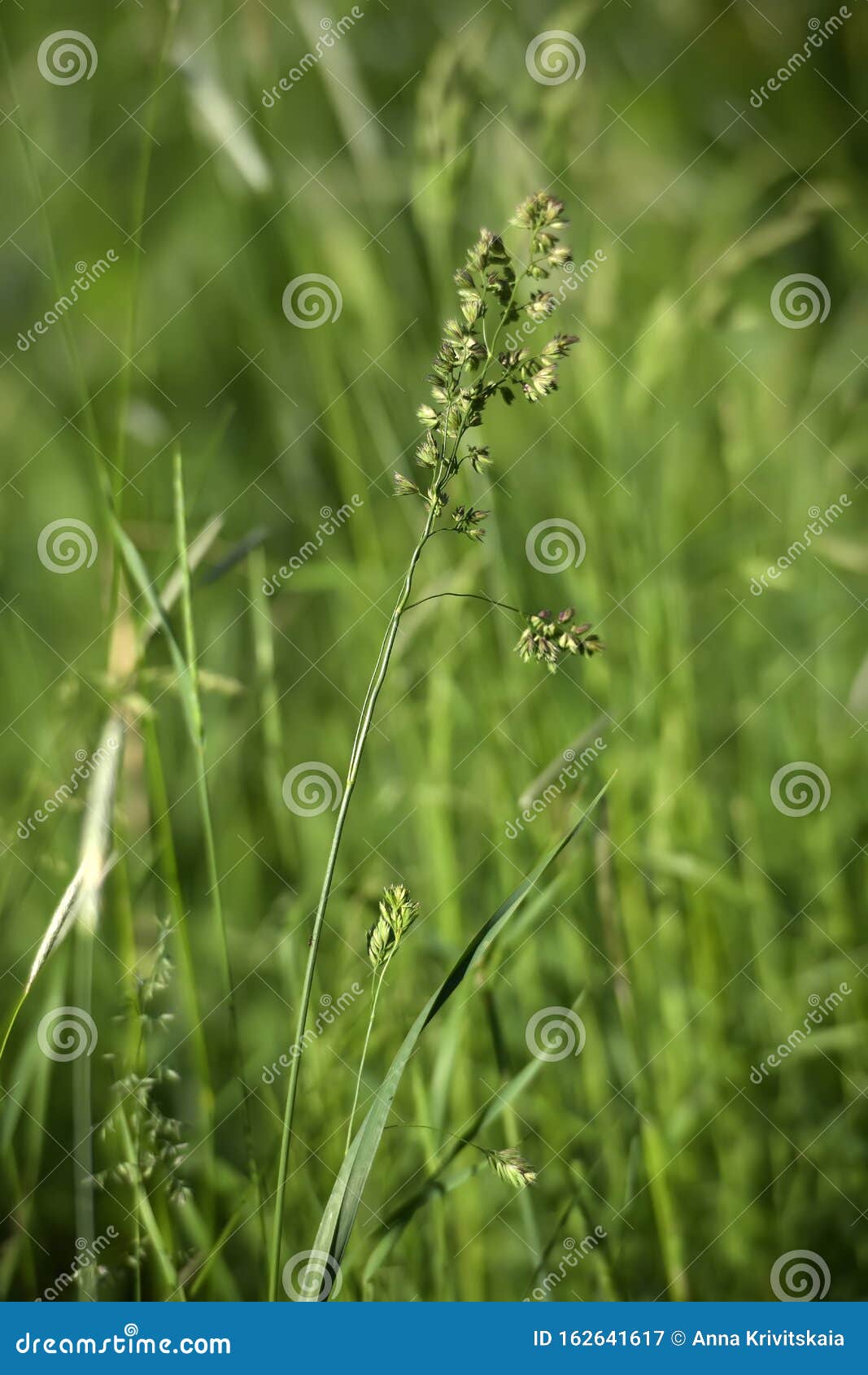 Ears of grass on a green stock image. Image of background - 162641617