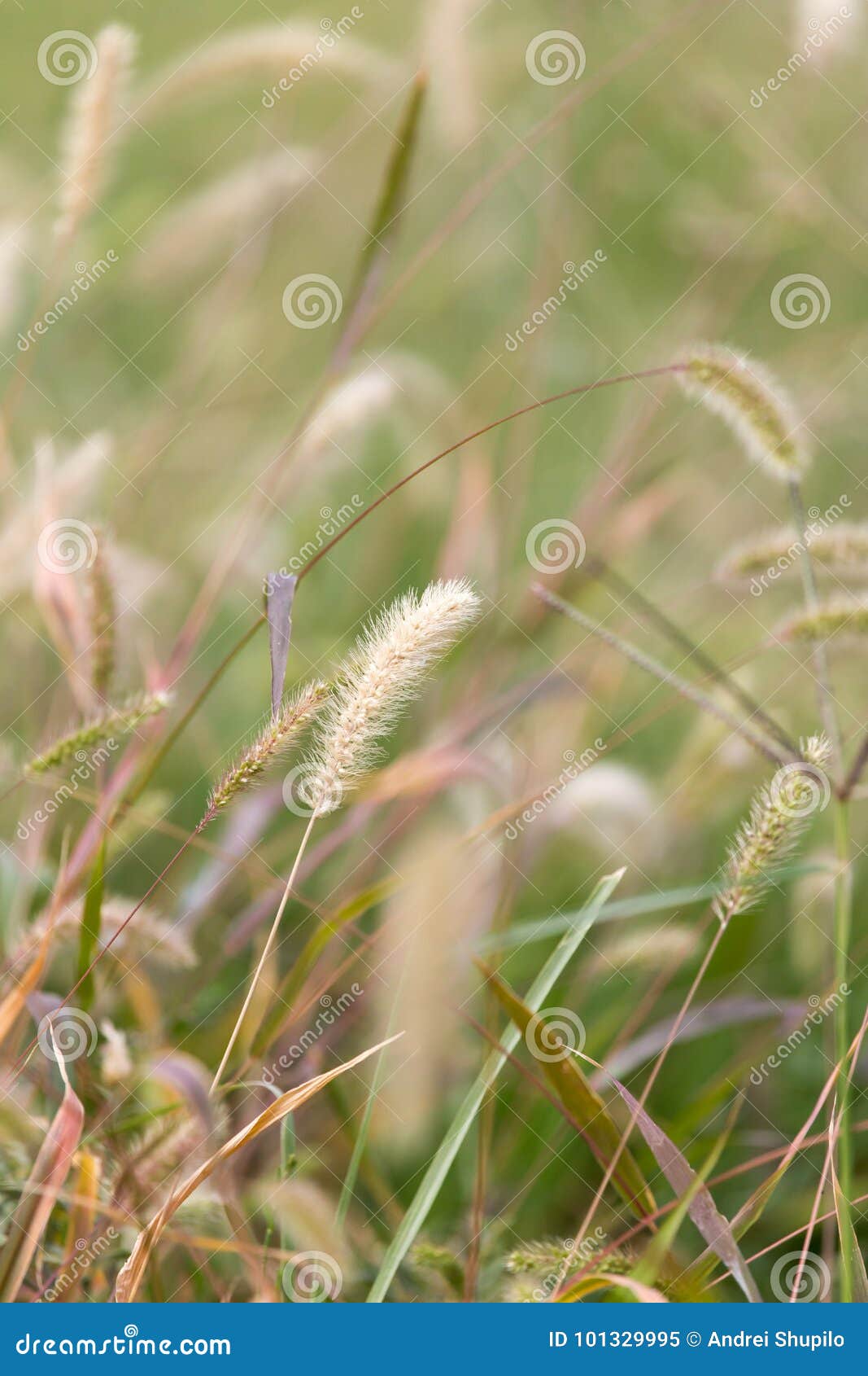 Ears of Grass on the Nature Stock Image - Image of sunny, countryside ...