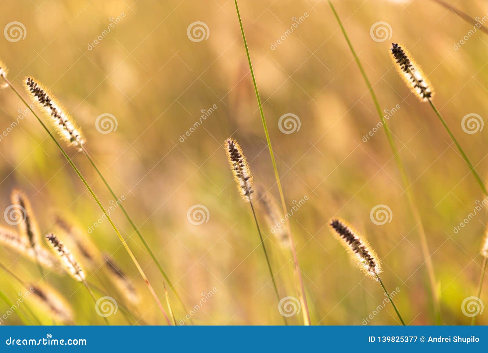 Ears on the Grass in the Park Stock Image - Image of green, garden ...