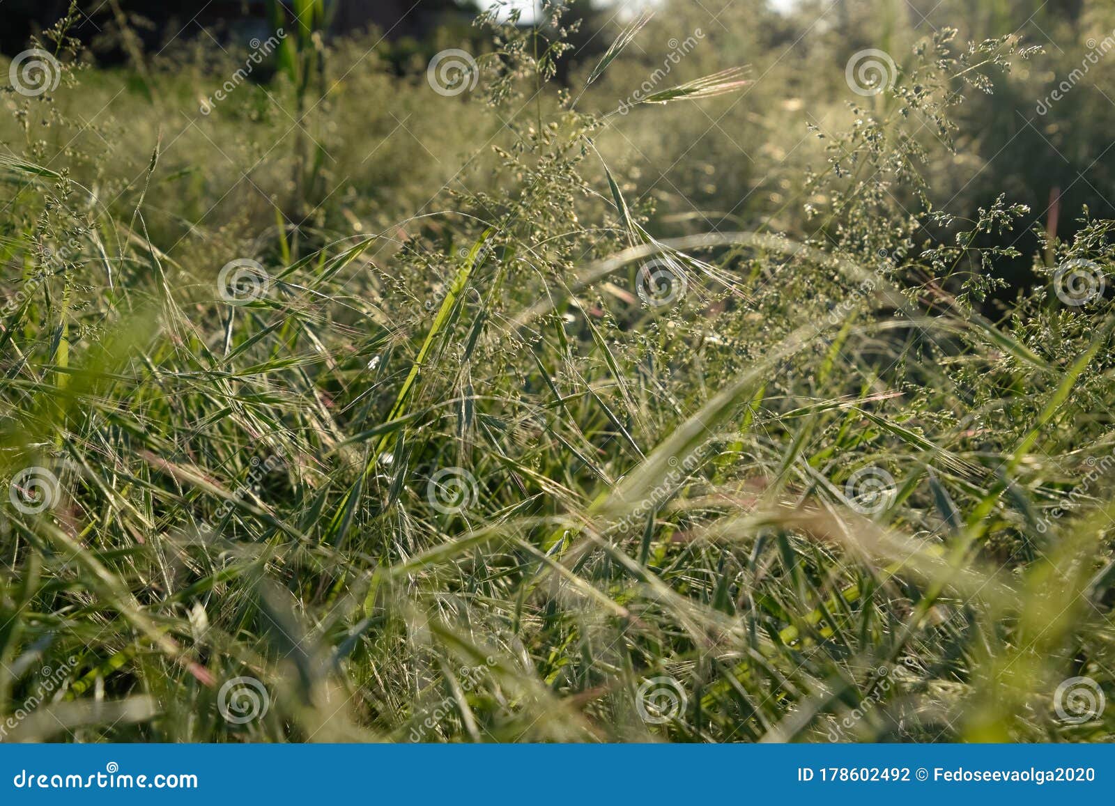Ears of Green Grass in Field. Field Overgrown with Grass Stock Photo ...