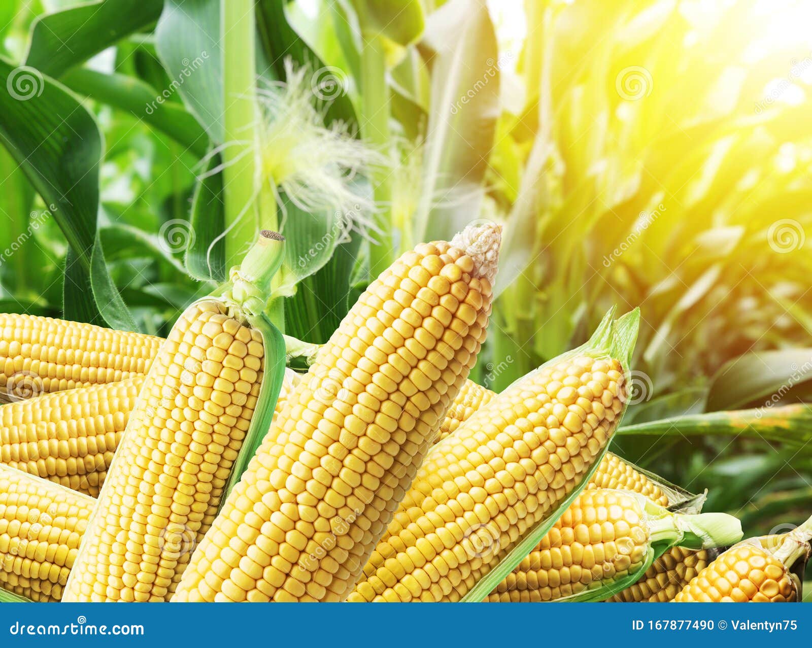 Maize Corn Stack Closeup, Corn Textured Background Stock Image ...