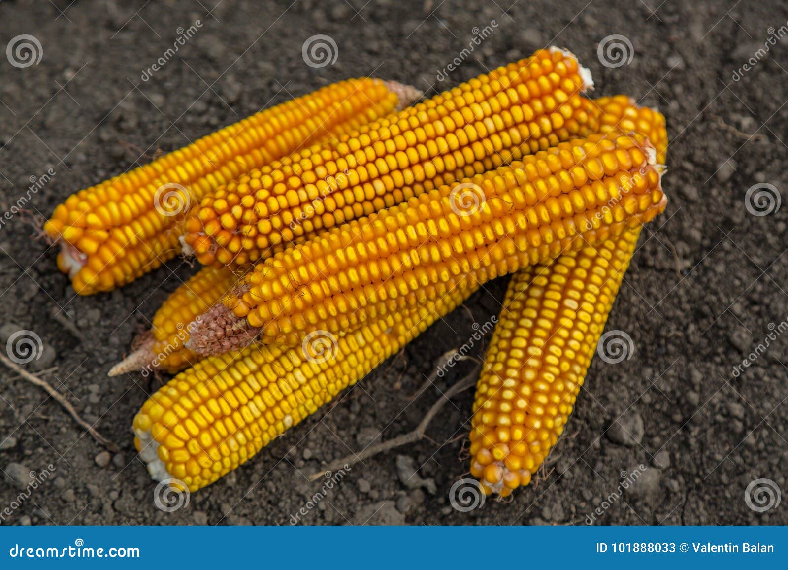 Maize cob stock image. Image of harvest, healthy, leaf - 101888033
